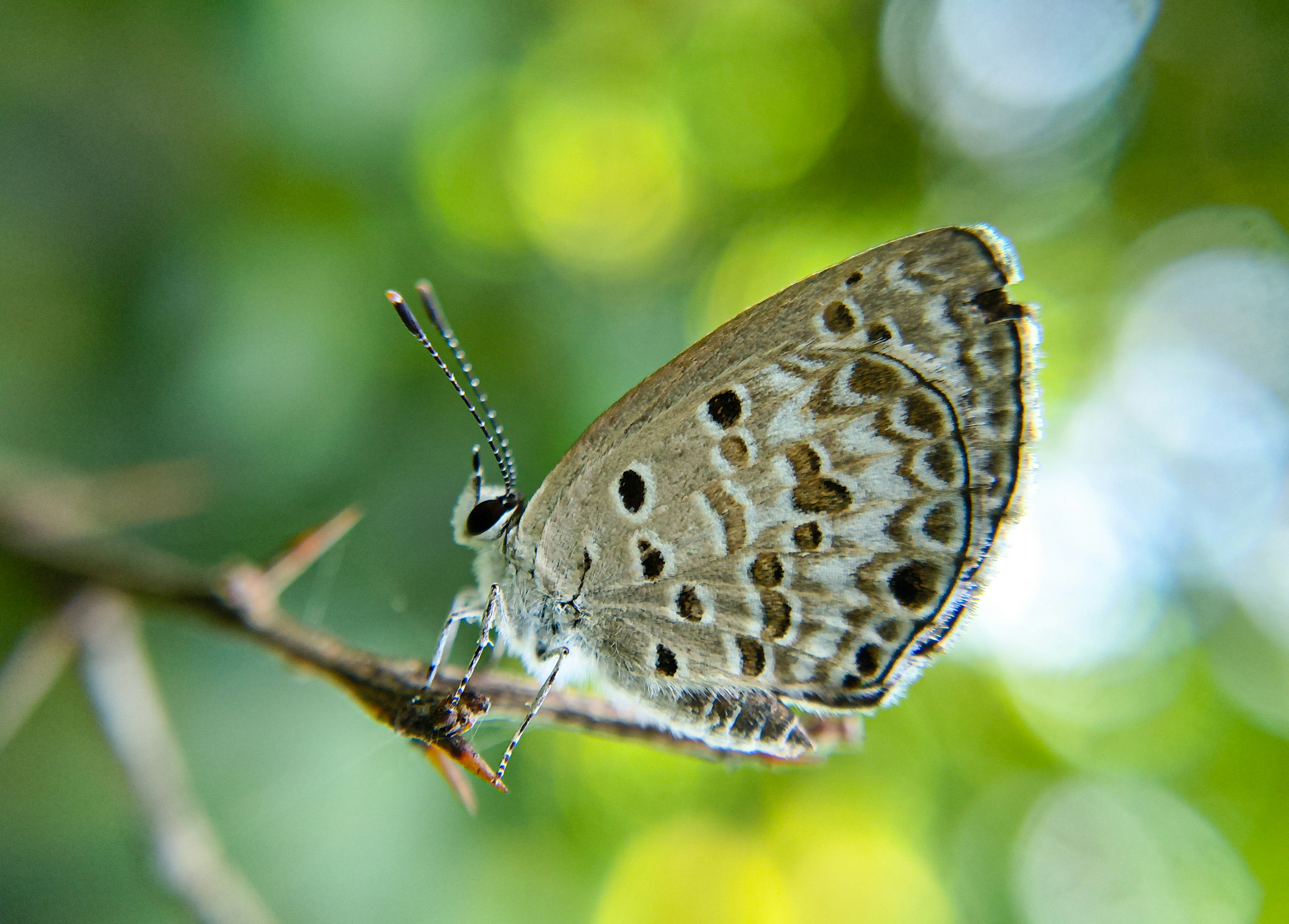 Delicate Moonlit Wing: A Butterfly Rest on a Green Stage