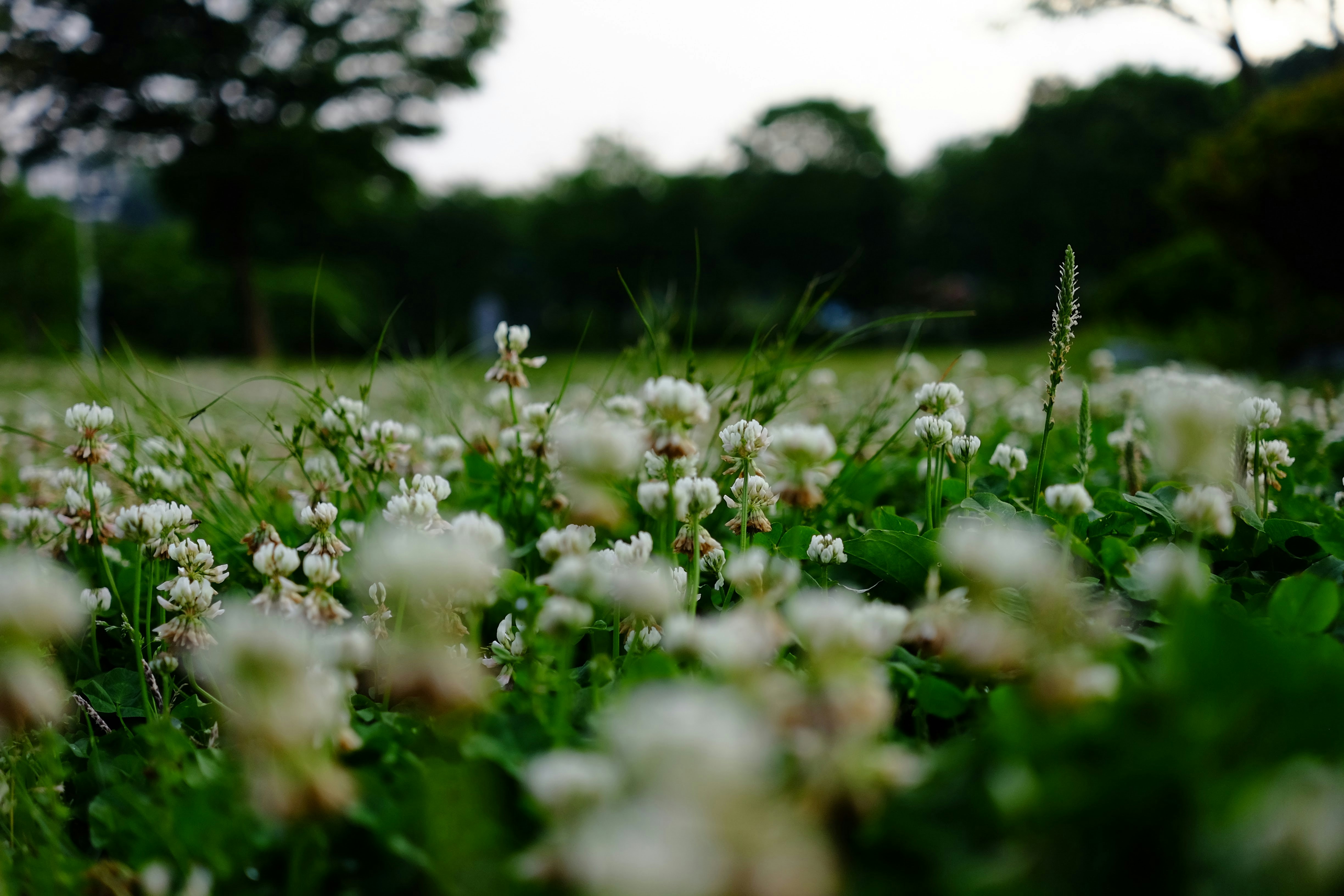 Meadow of White Blooms at Dusk Ridge
