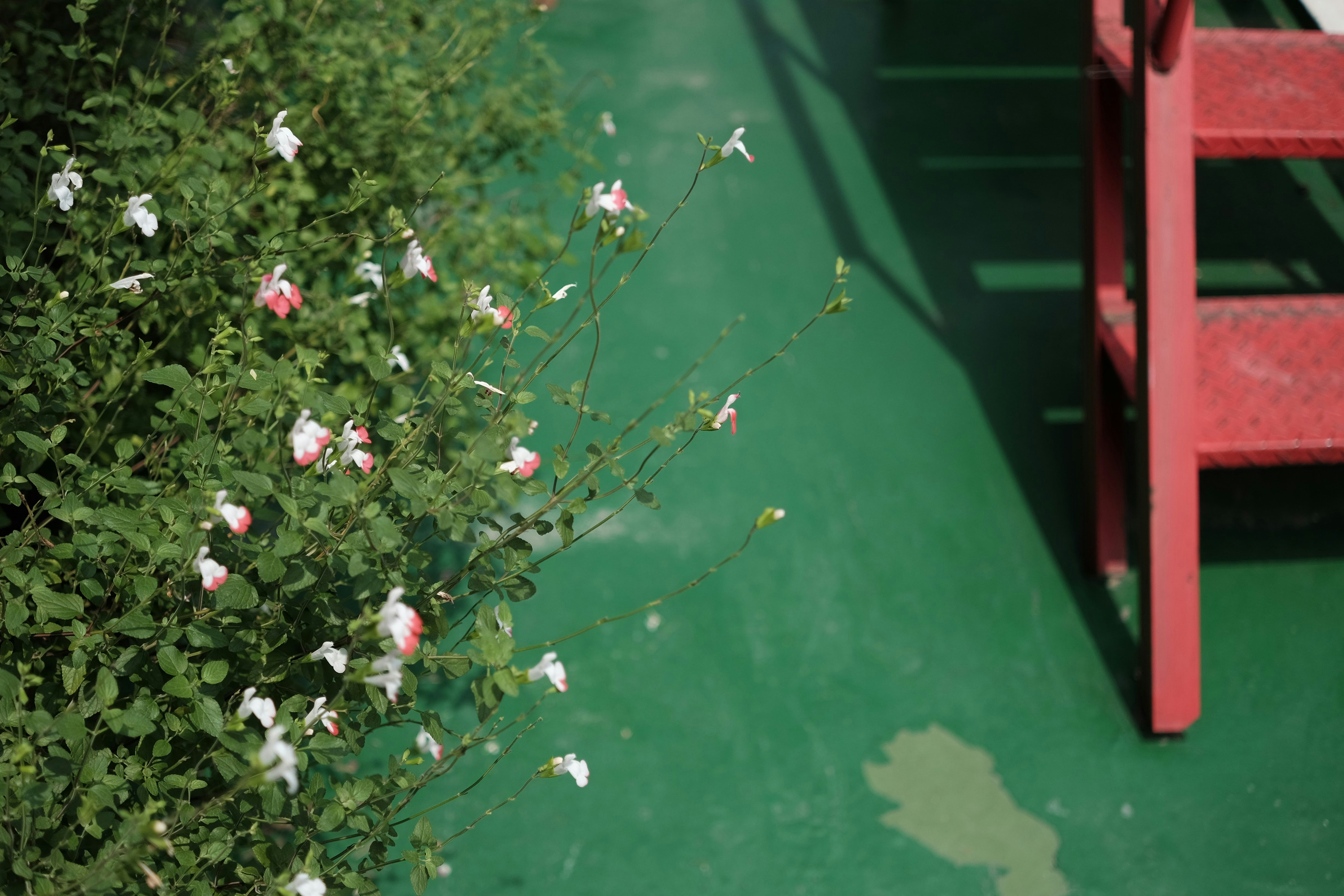 Tender Blooms at the Edge of a Green Stairwell