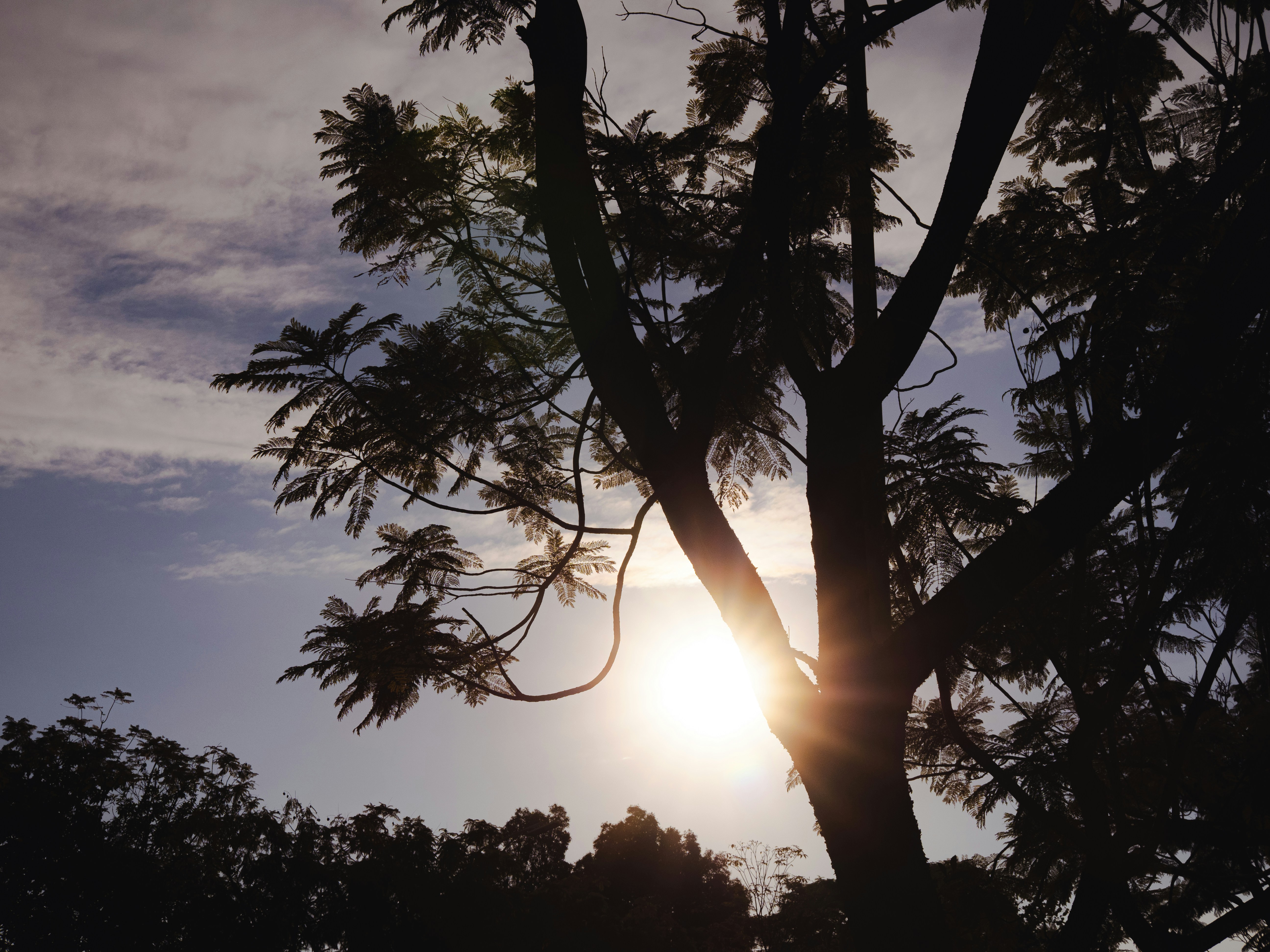 Sunlight filters through a silhouetted tree against a clear sky, creating a warm focal glow and natural frame of branches.
