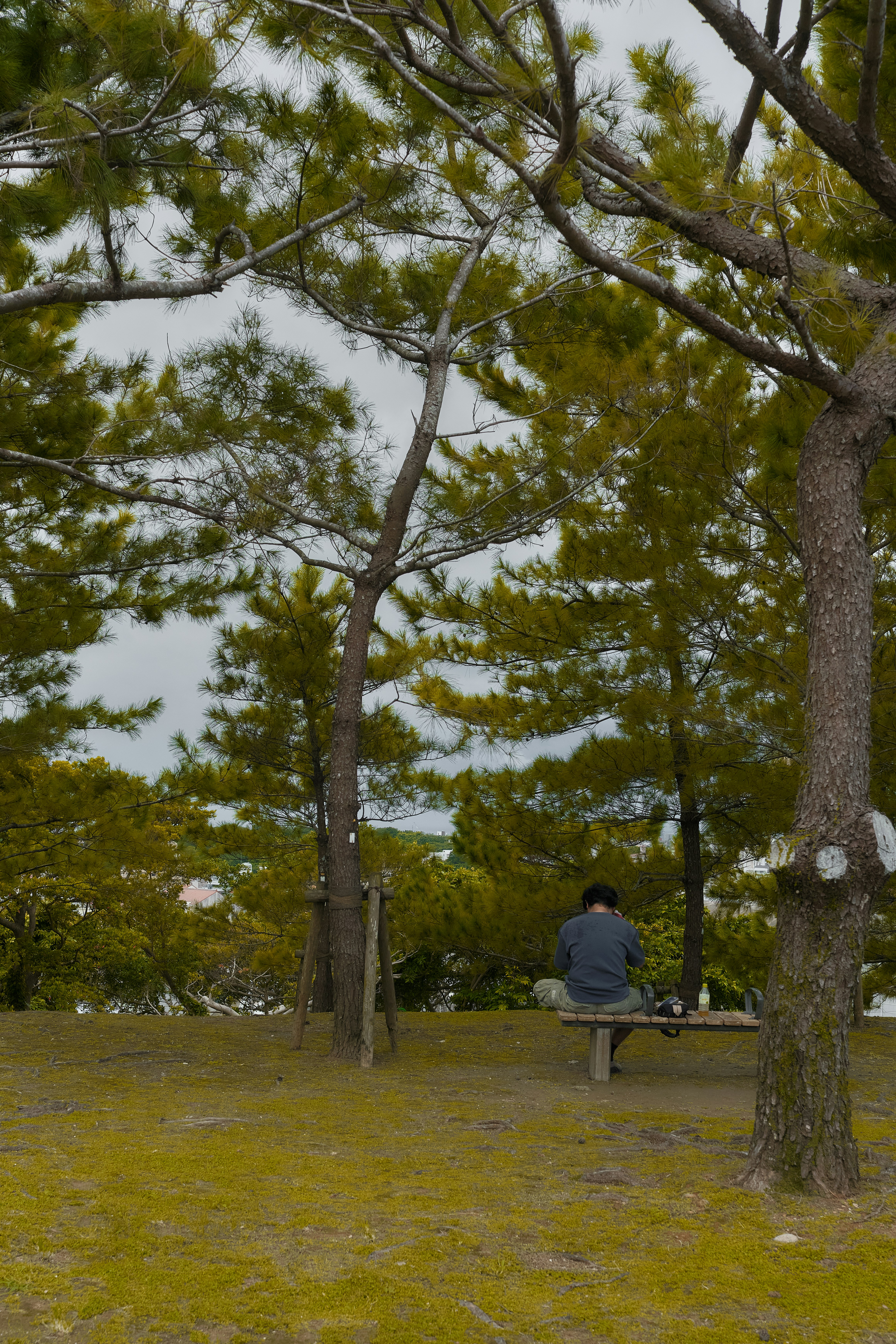 Lonely Bench Under Pine Canopy