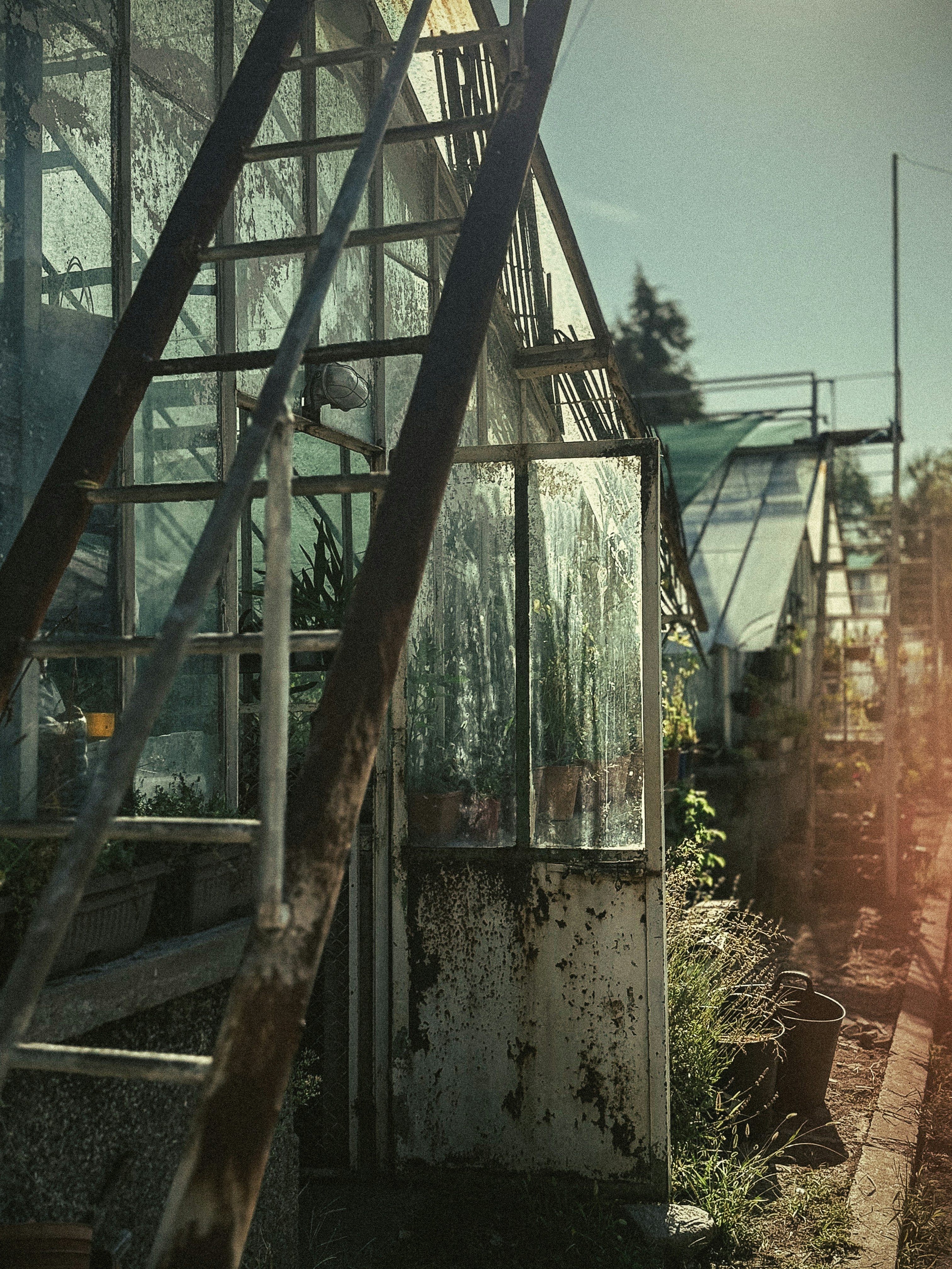 A weathered glass greenhouse with a rusted metal ladder in the foreground