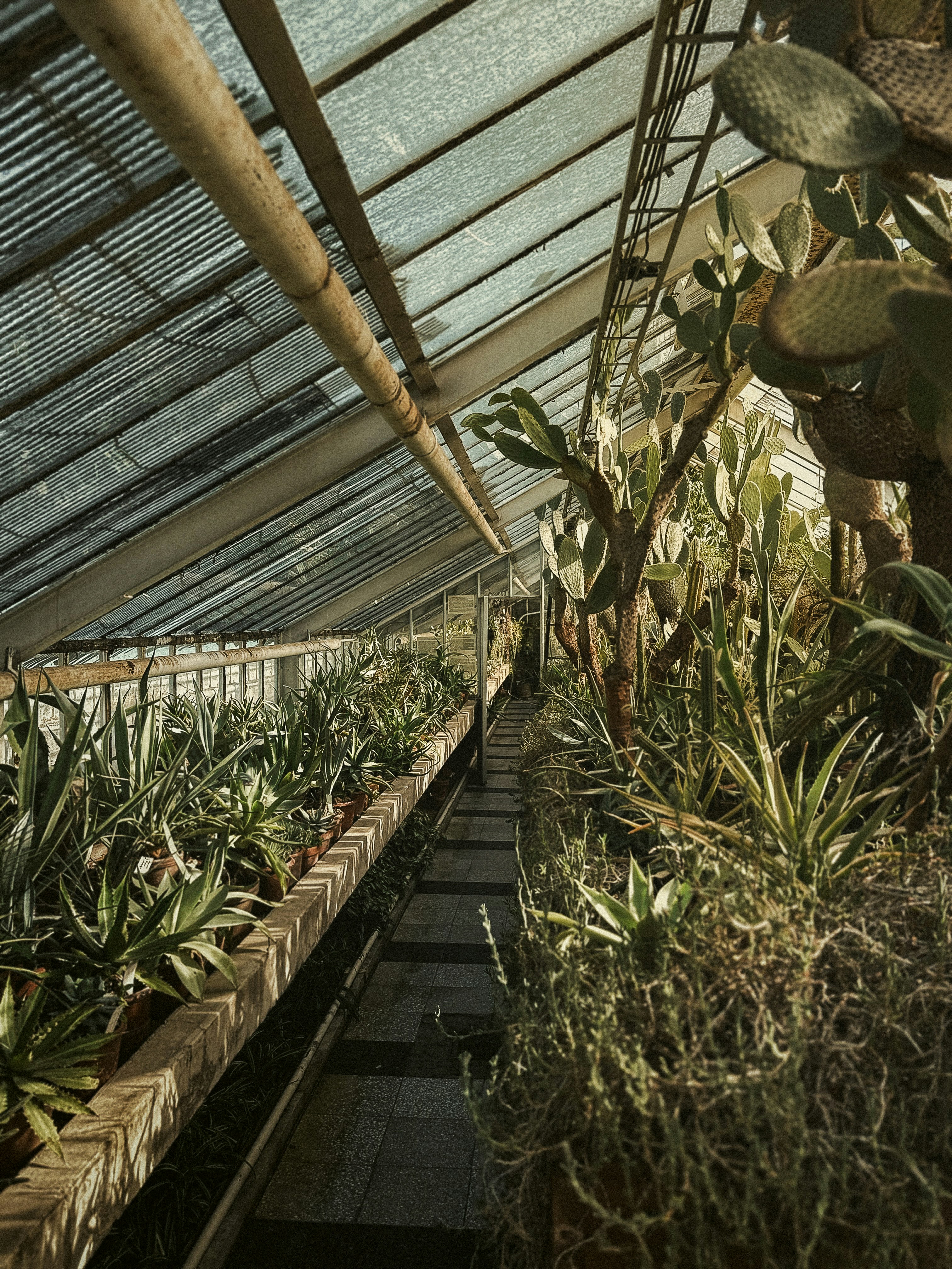 Verdant Aisle: Light Through a Glass Greenhouse