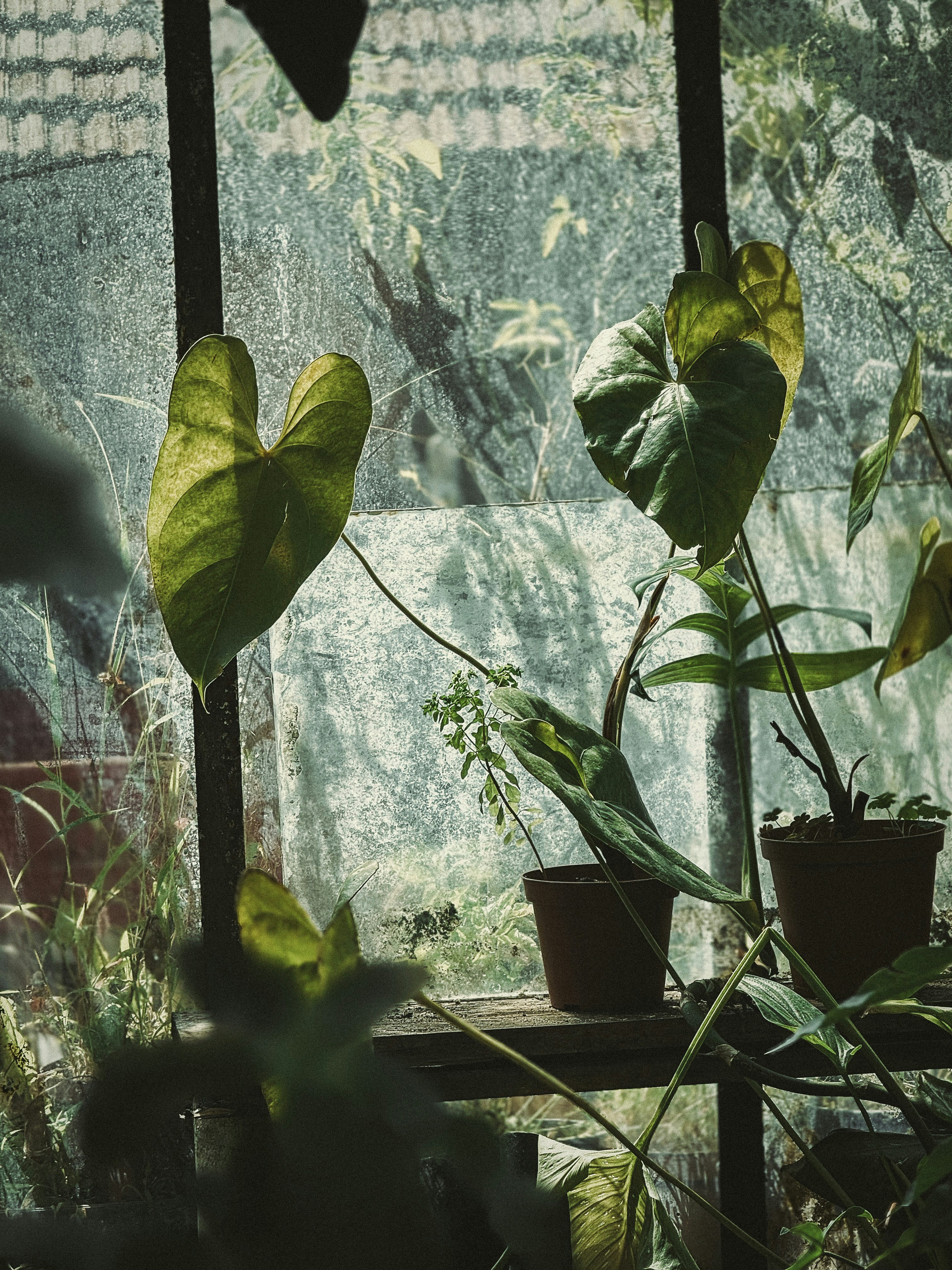 Sunlit Ivy in a Humble conservatory