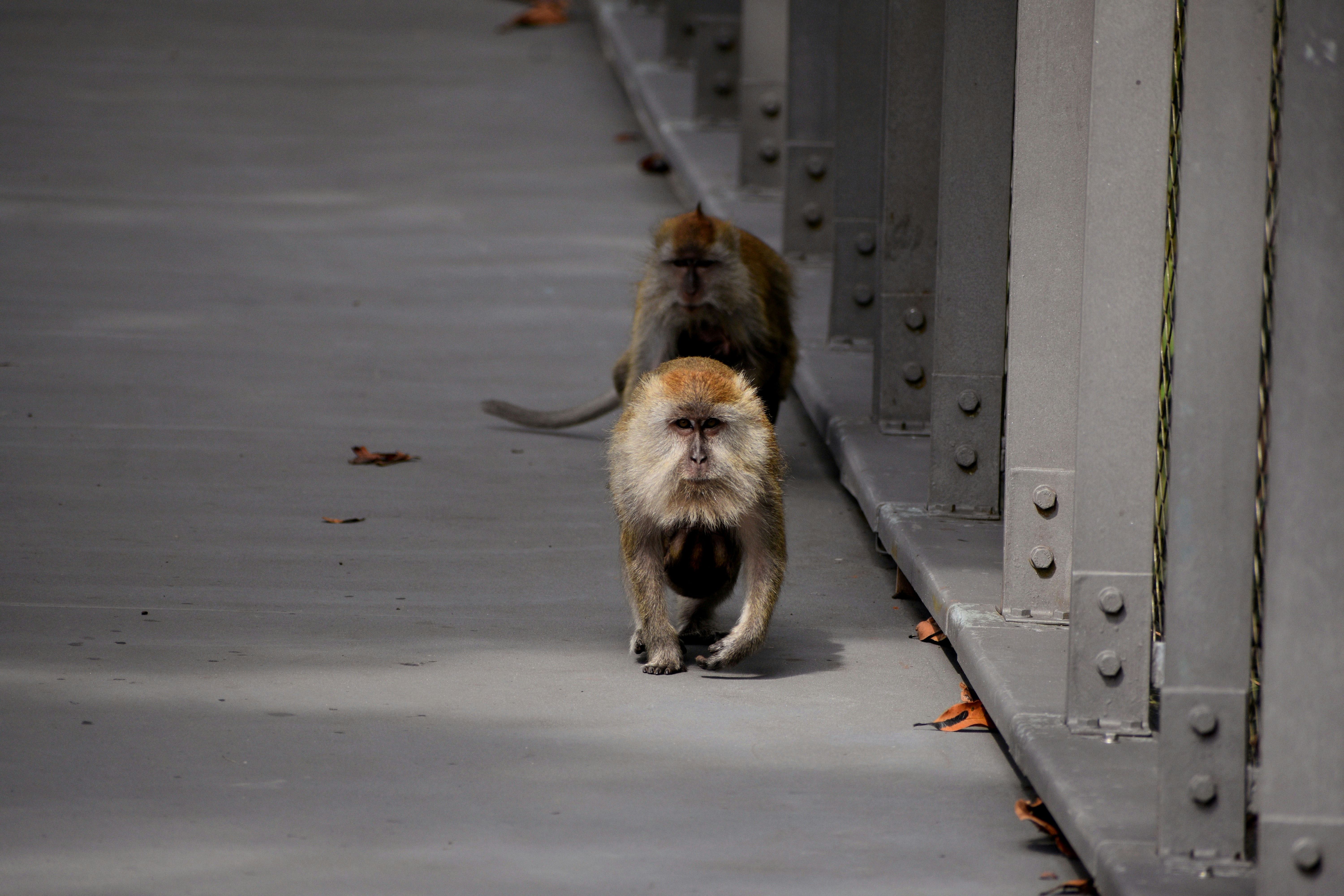 Grounded Ascent: A Pair of Capuchin Monkeys on a Quiet Bridge