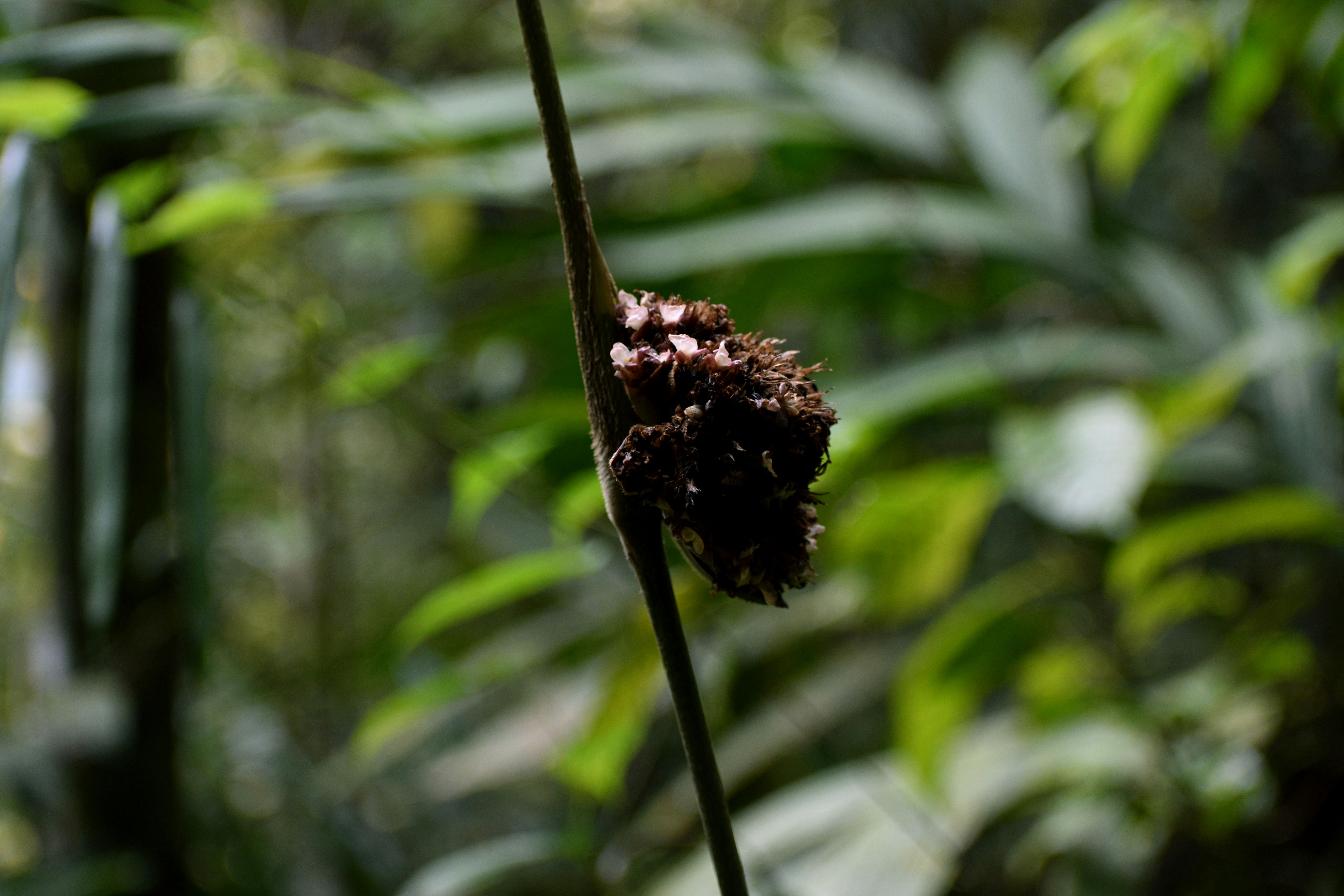 Withered Seed Pod on a Swaying Stem