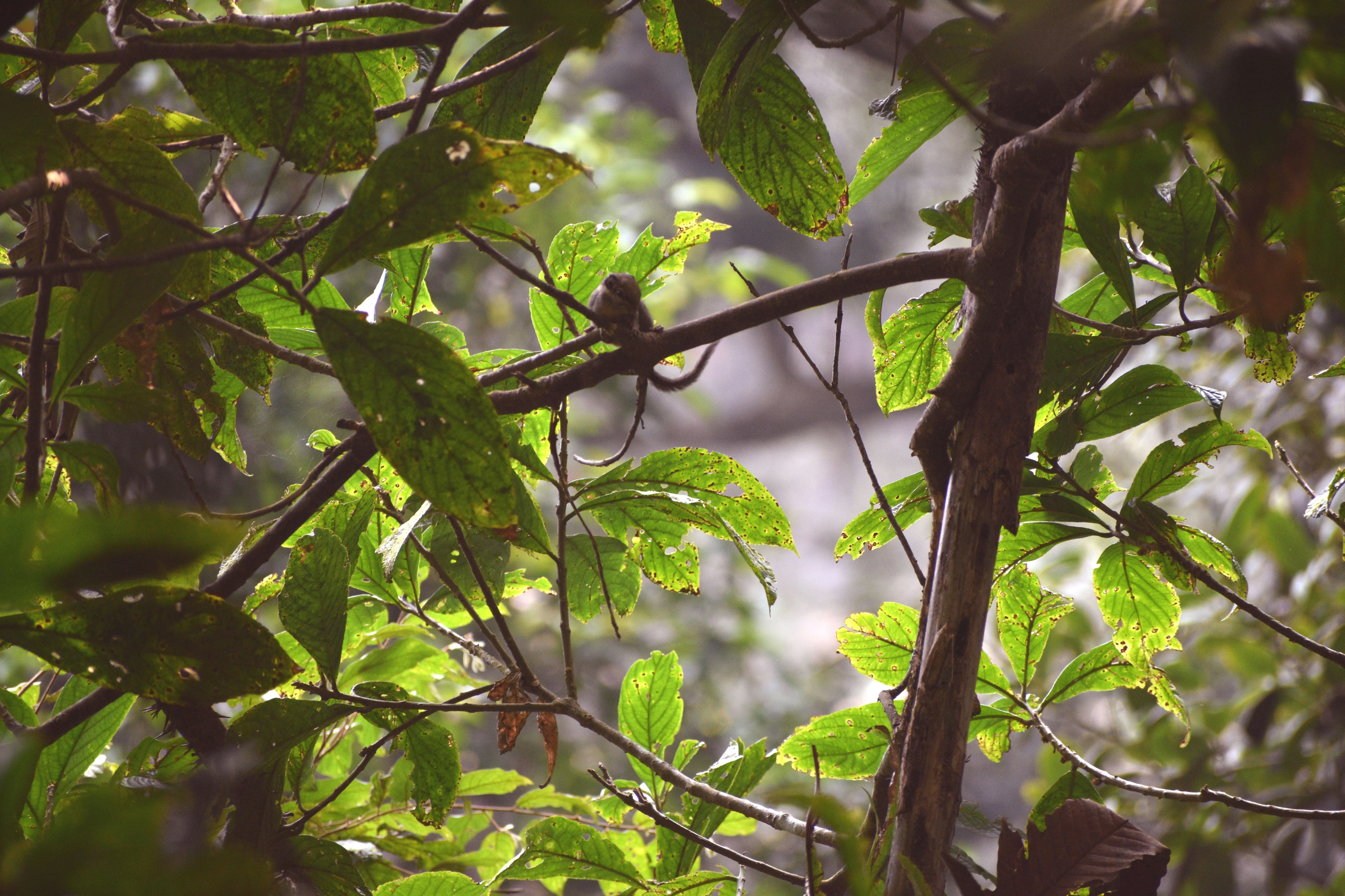Sunlit Green Veil: A Quiet Tangle of Leaves