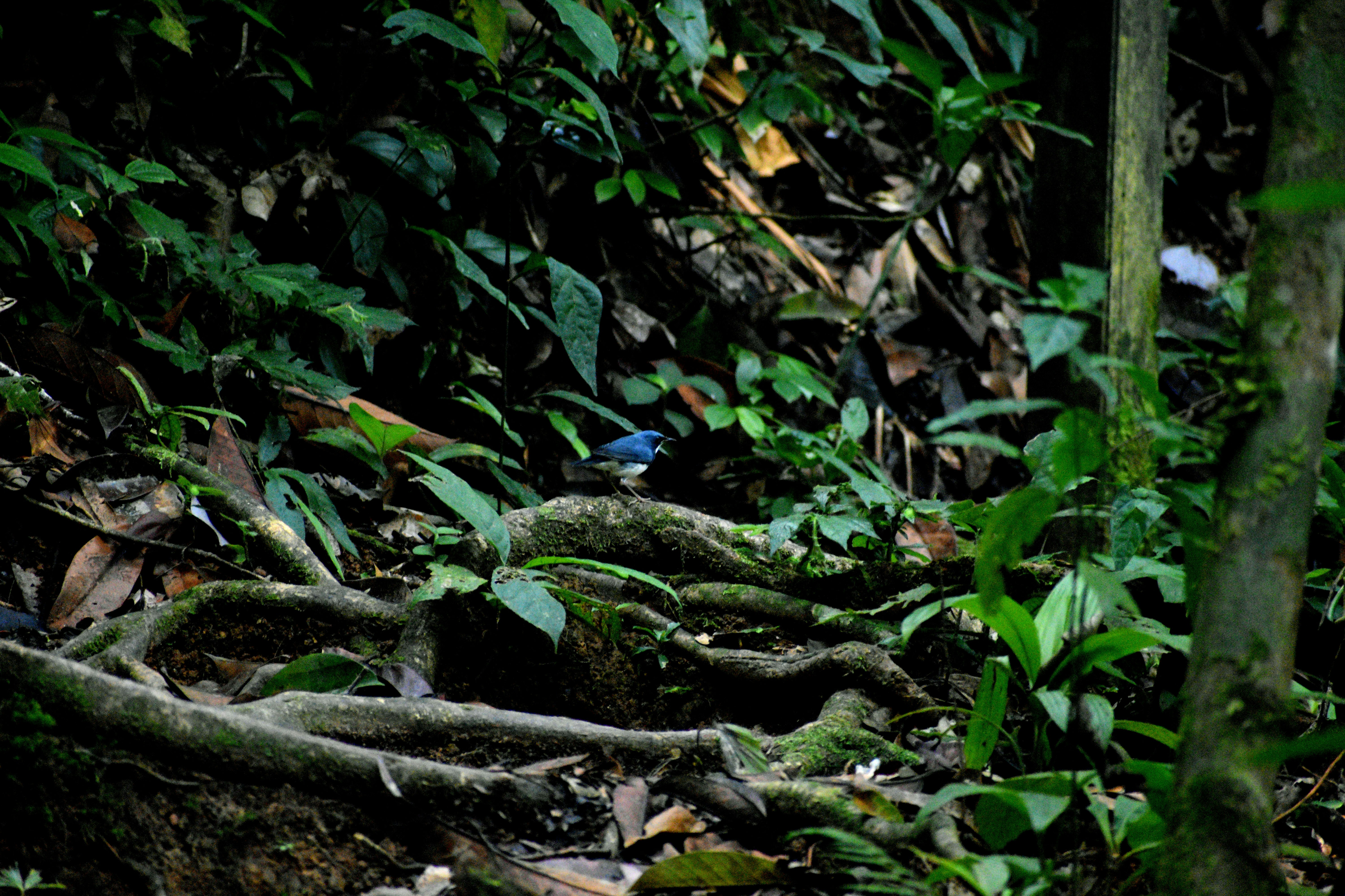Rooted Pathway: A Mossy Forest Floor Teeming with Vines