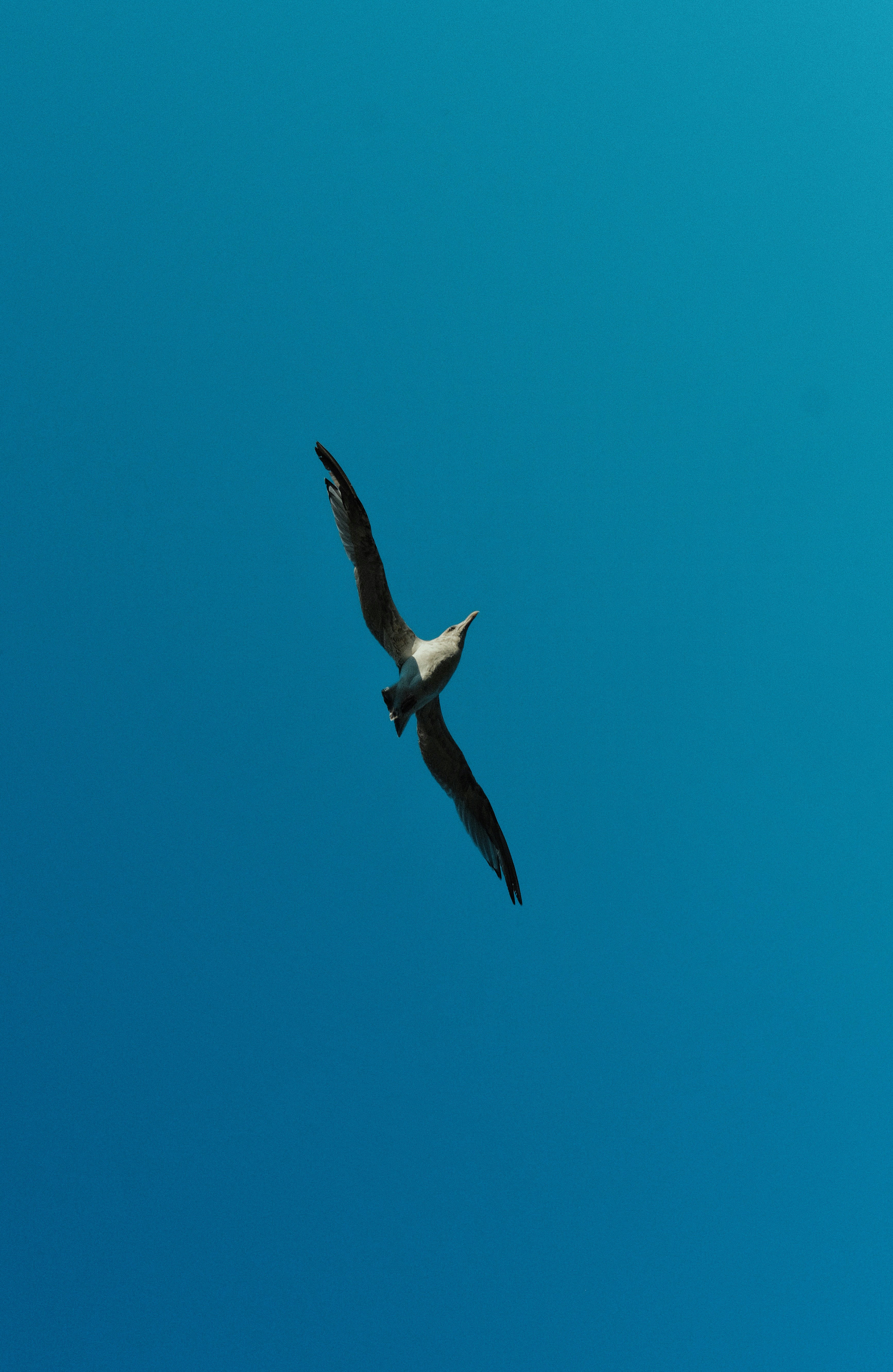 Across the Blue: A Seabird Soars Against a Clear Sky