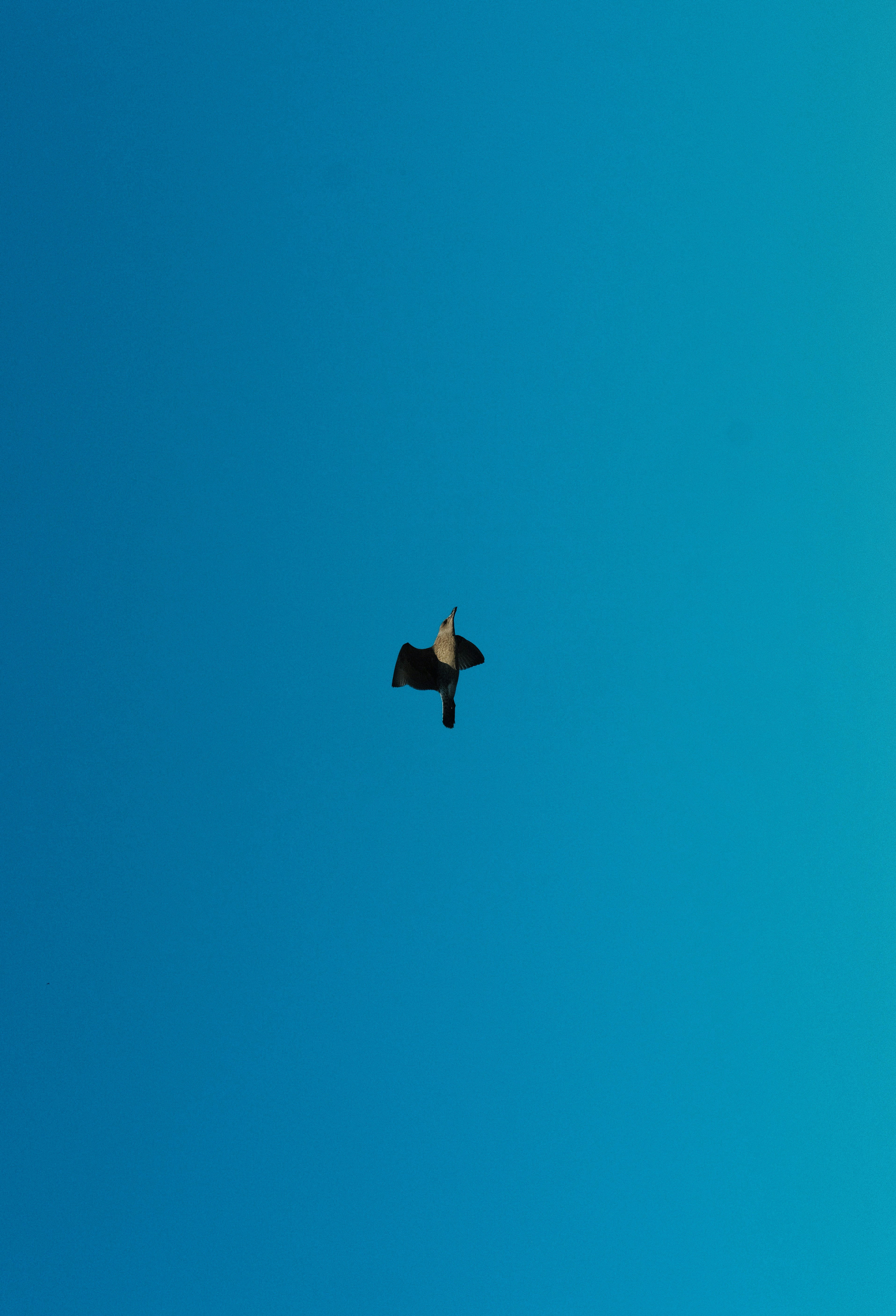 Soaring Silhouette: A lone bird against a vast blue expanse