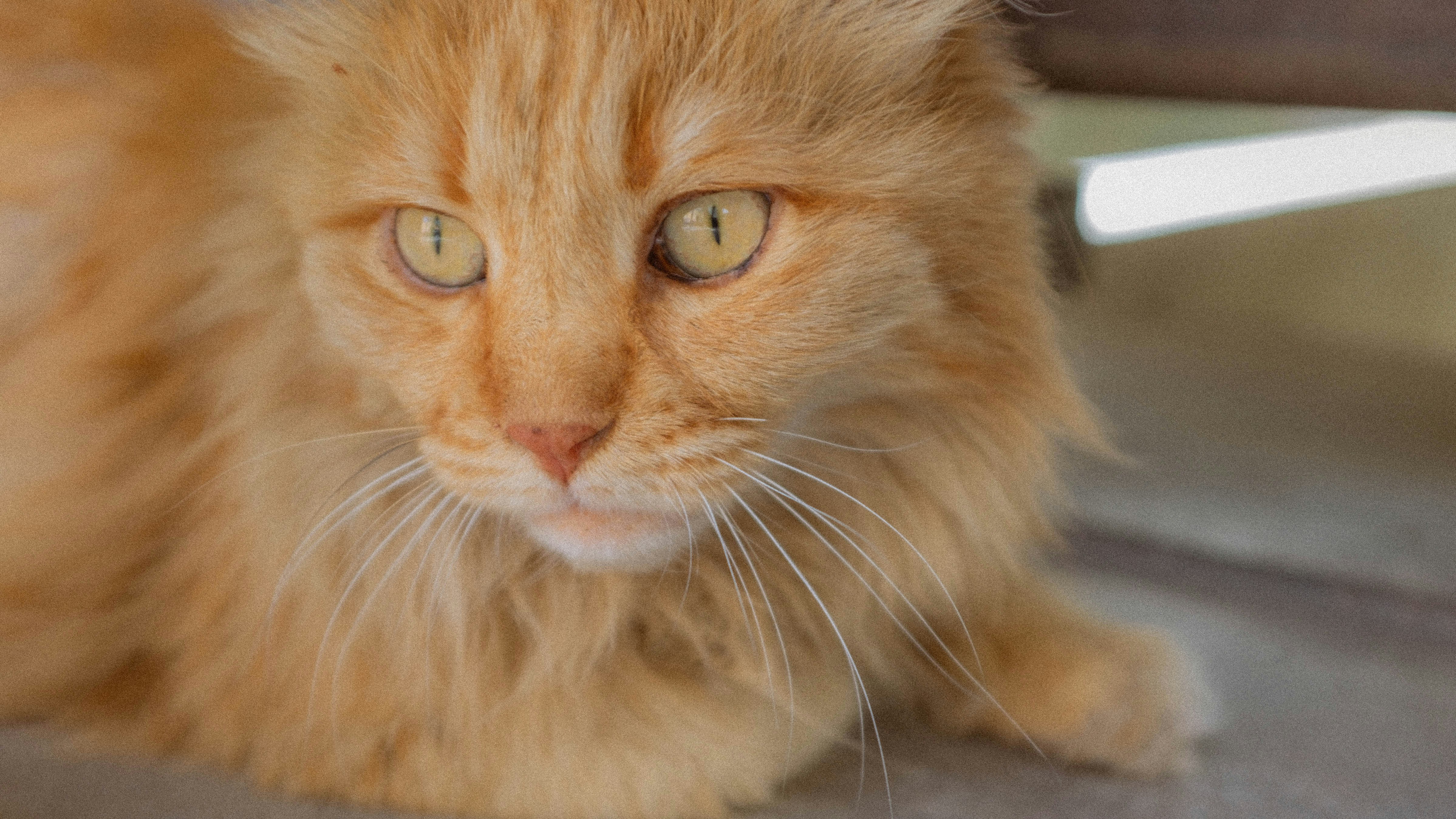 Close-Up of a Ginger Cat’s Quiet Gaze