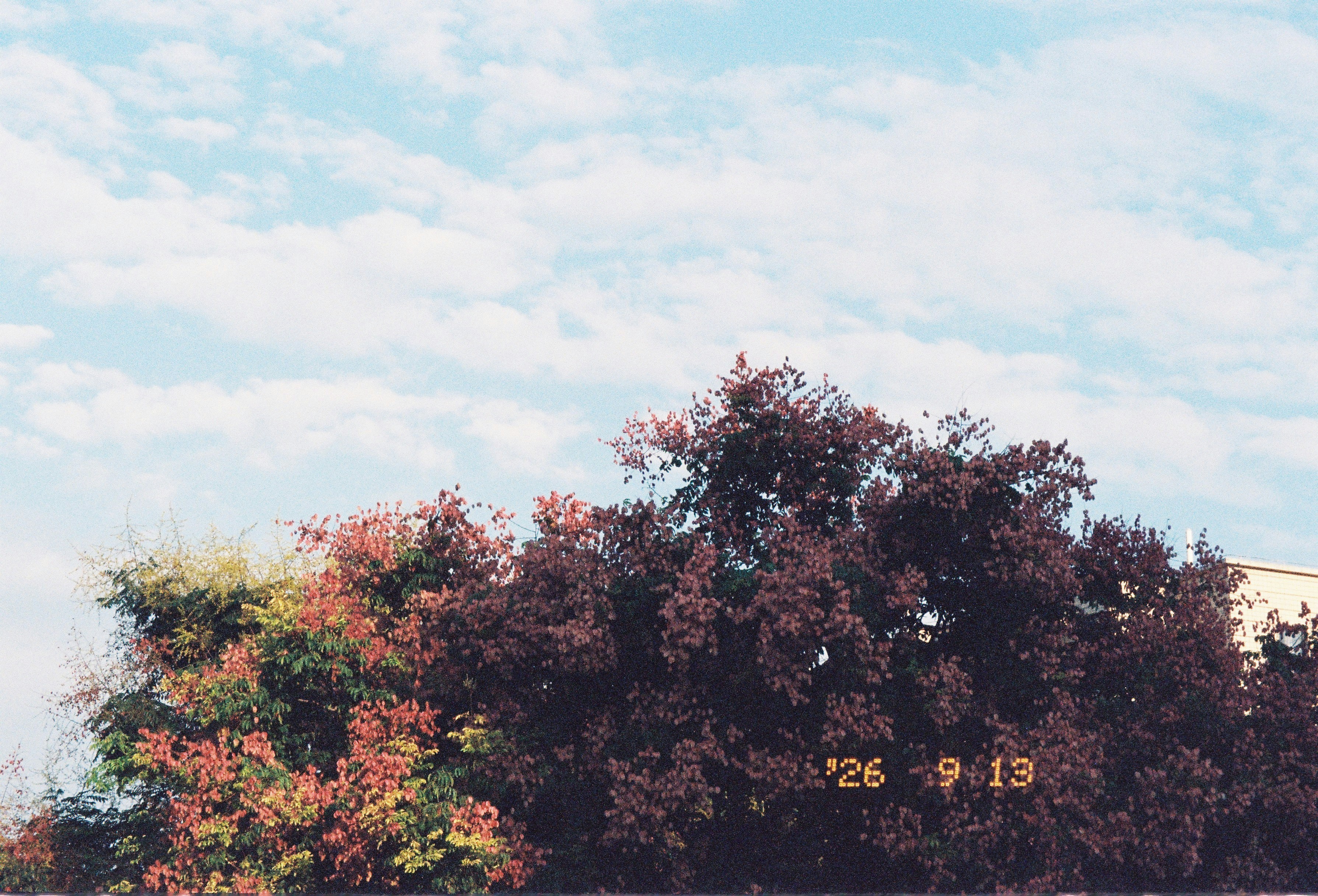 Autumn Foliage Over a Rooftop Banner