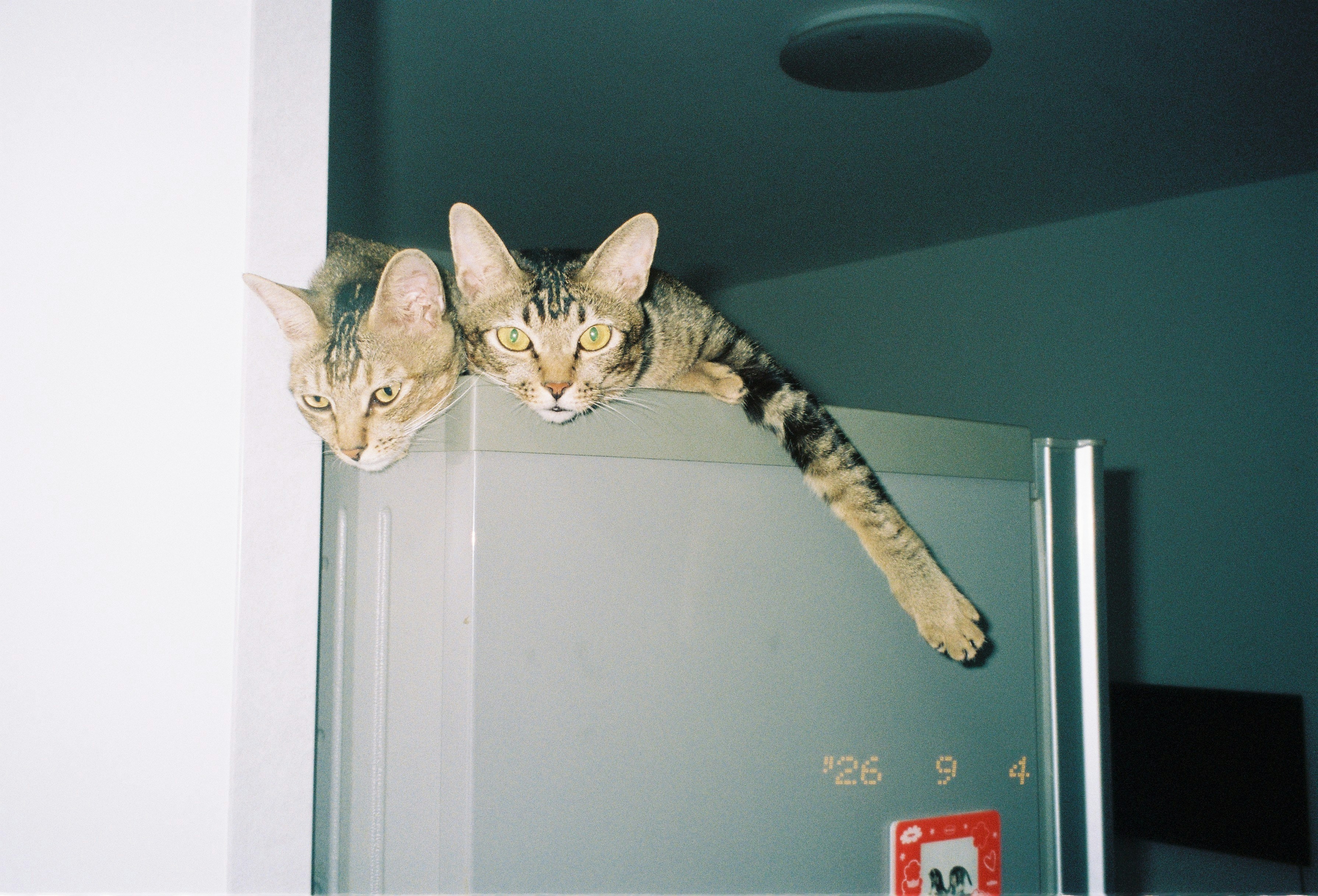Overhang Patrons: Two Curious Cat Heads Dangle from a Fridge Edge