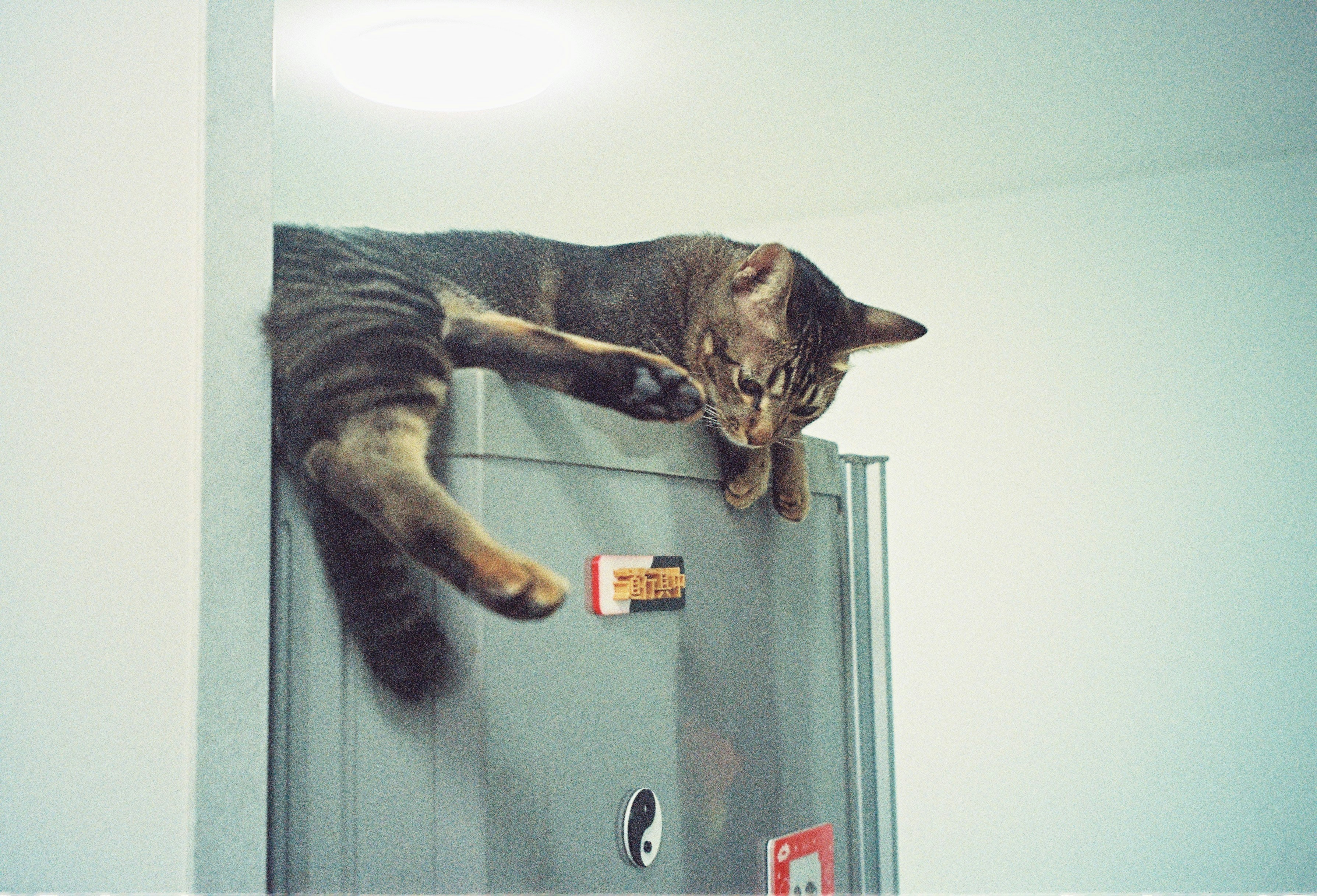 Cat on a Cool Cabinet: A Drowsy Climb Above the Door