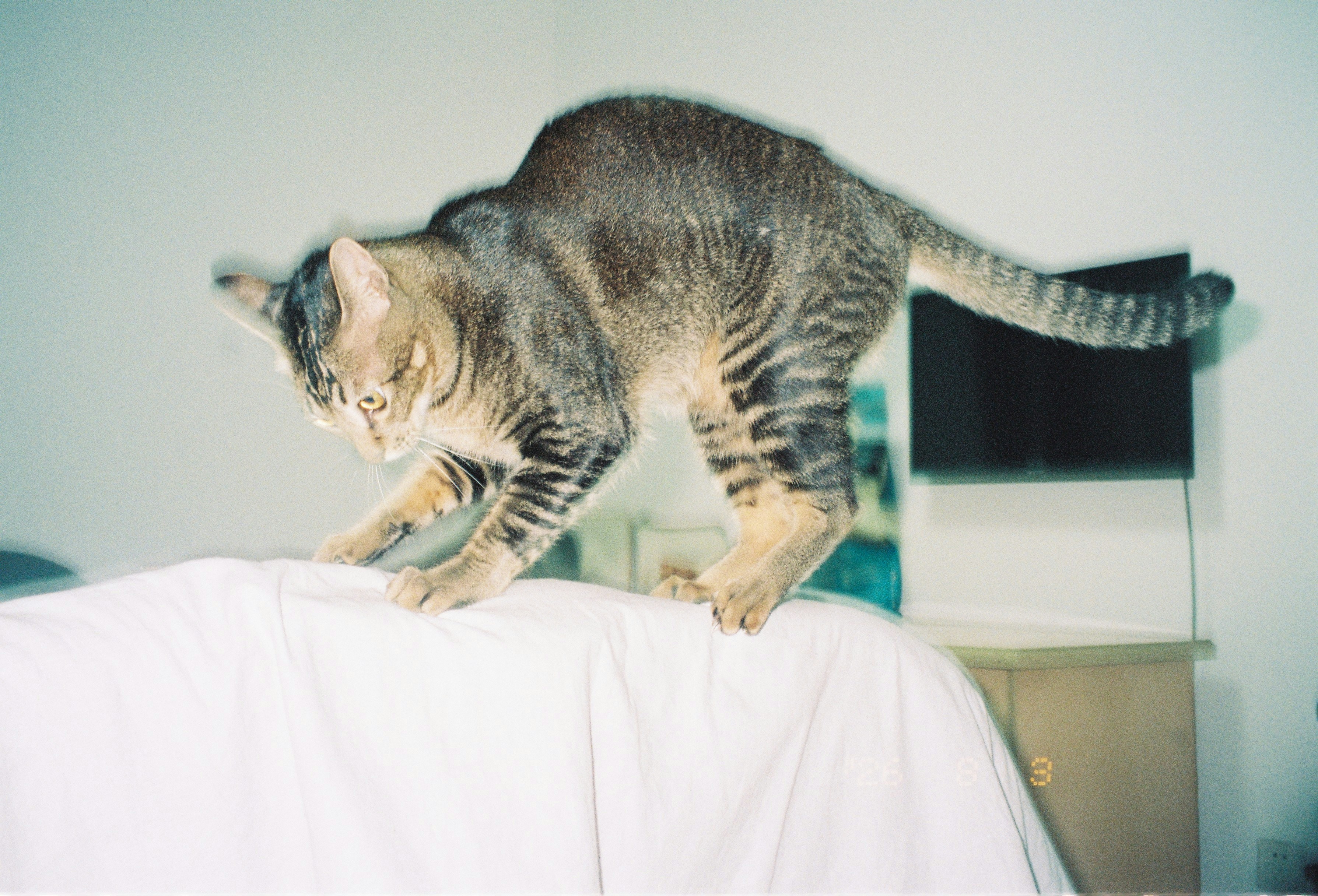 A tabby cat with an arched back standing on a white bed