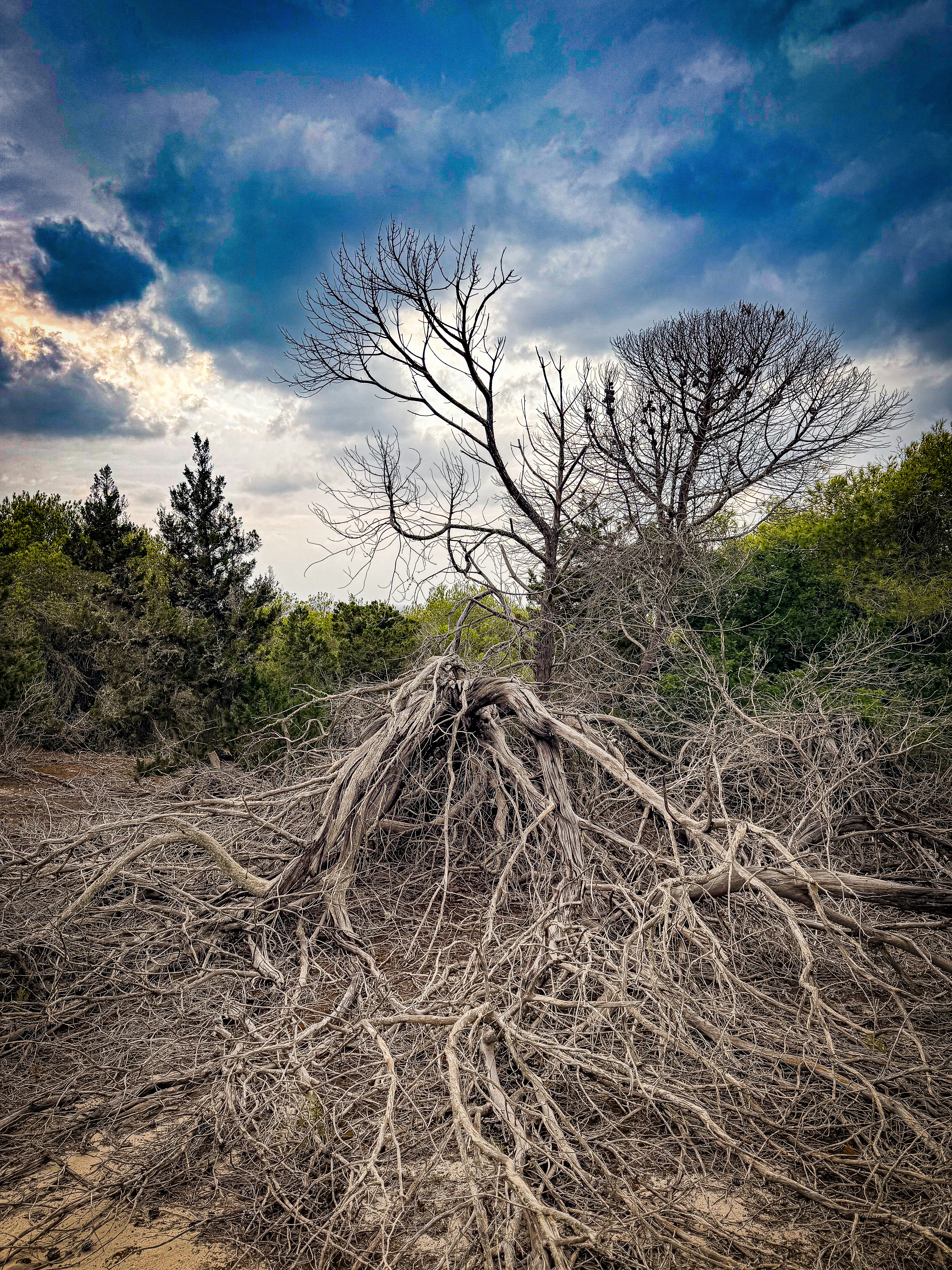 Tangled Silent Sentinel: a fallen tree frente a avar forest