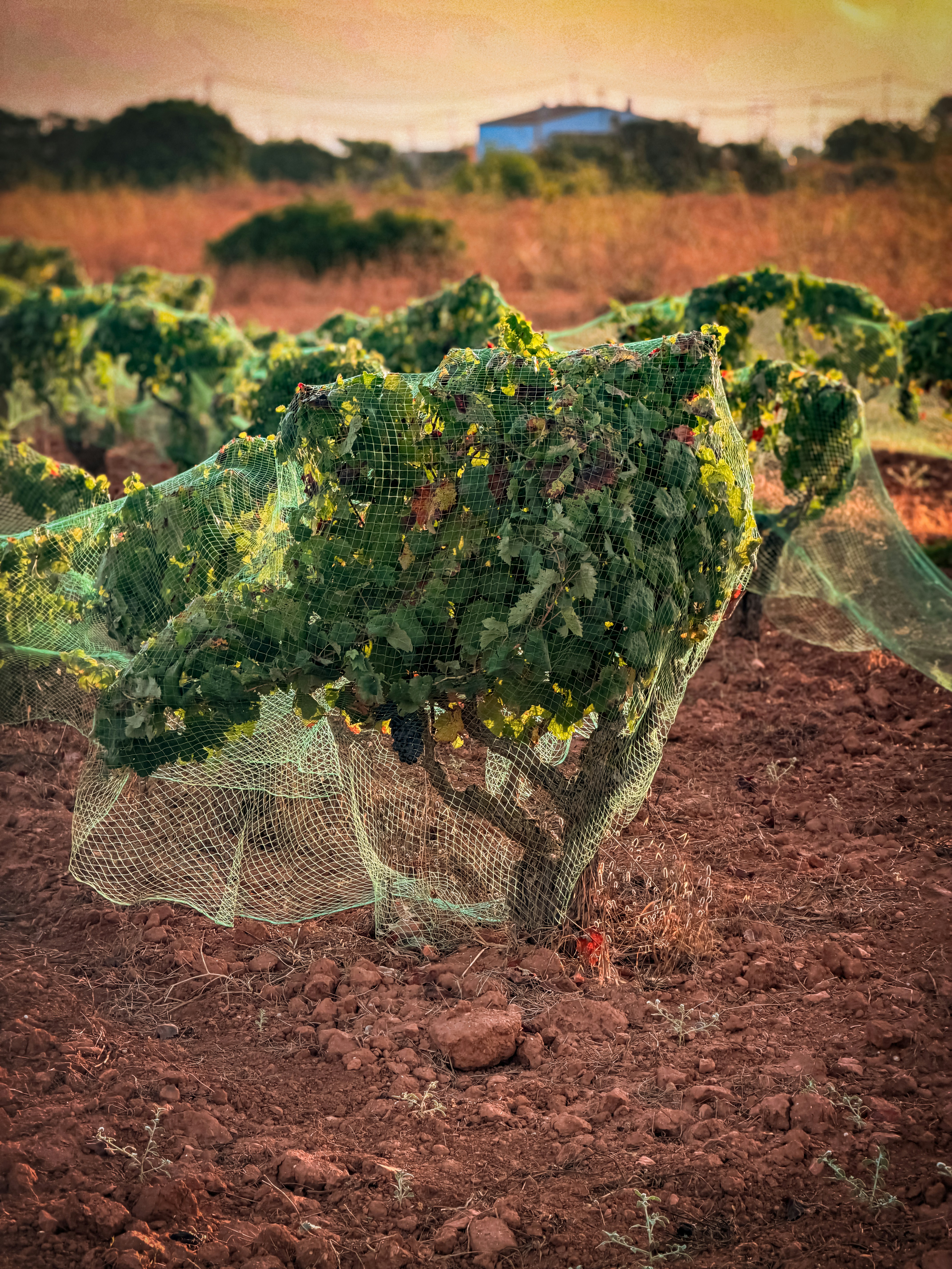 Sunlit Vineyard Veil: Nets But Not the Sun
