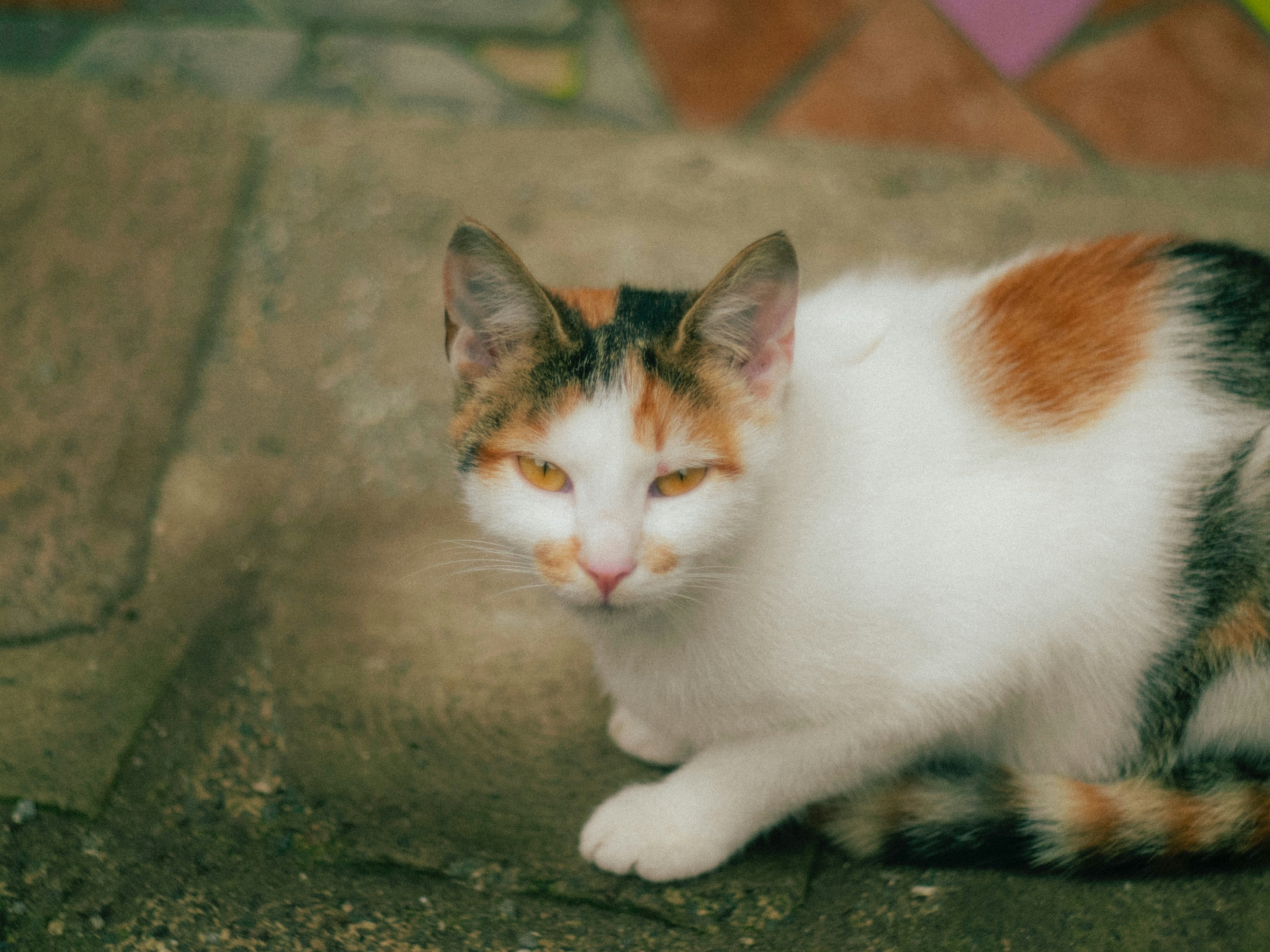 Calico Quiet: A Calm Cat in Soft Evening Light