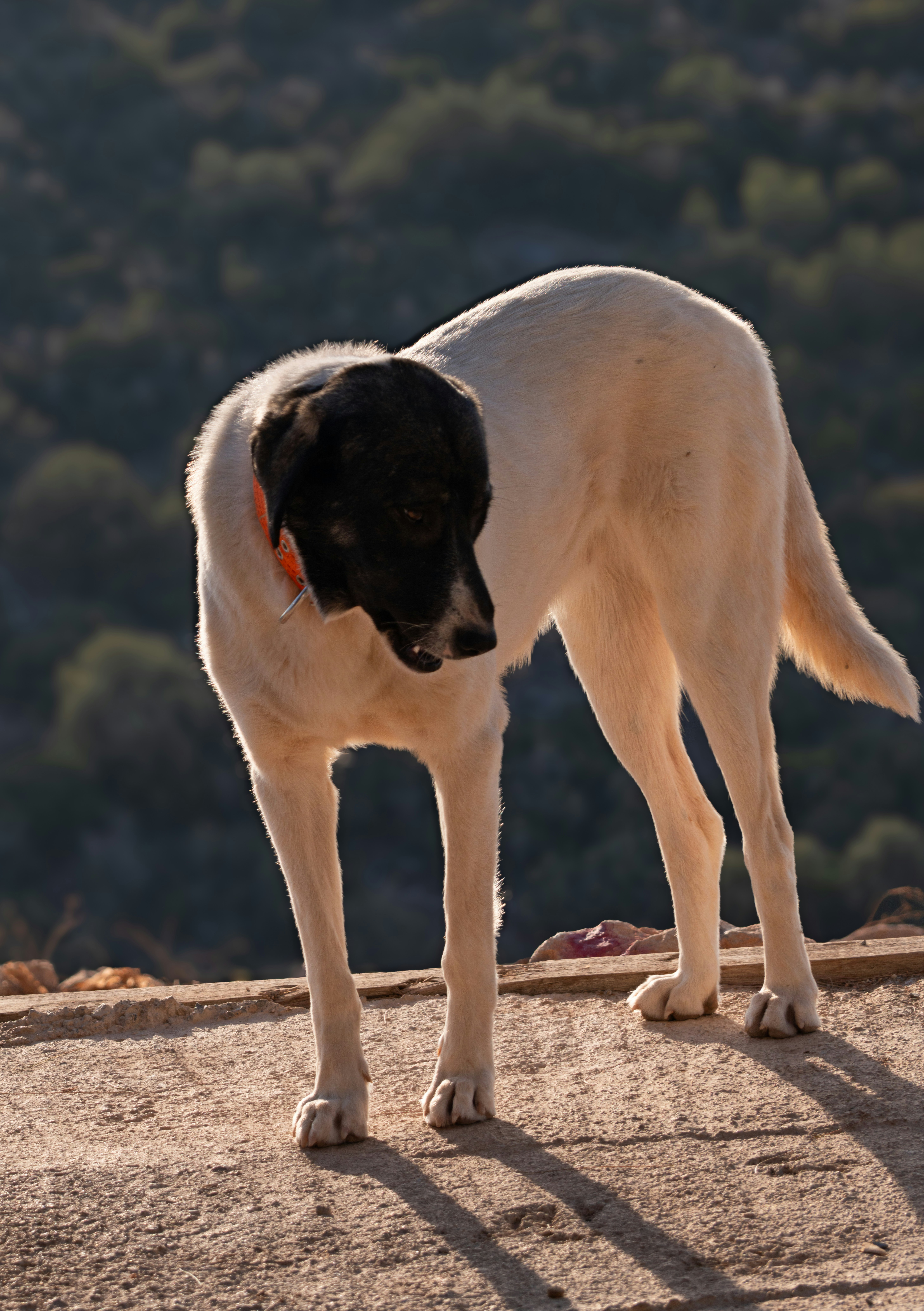 On the Edge: A Dog Gaze Amid Sunset Shadows