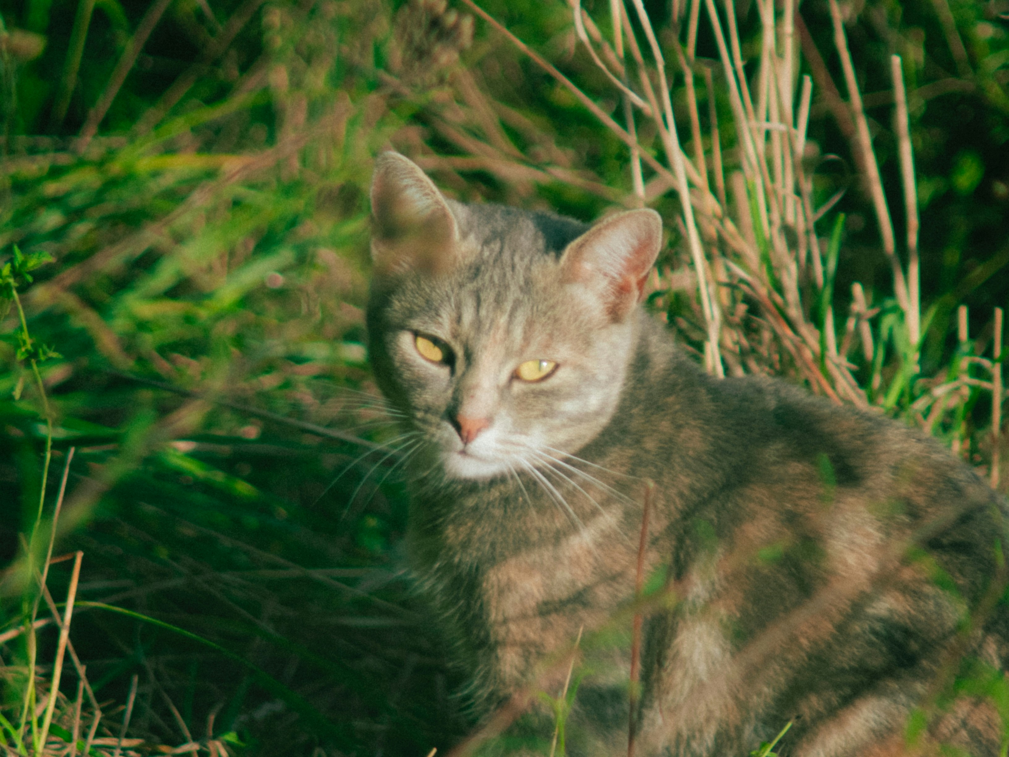 A domestic cat sits among tall grasses with a soft, sunlit backdrop; the image captures a calm, attentive moment in natural outdoors. This is a standard photograph of a cat outdoors.