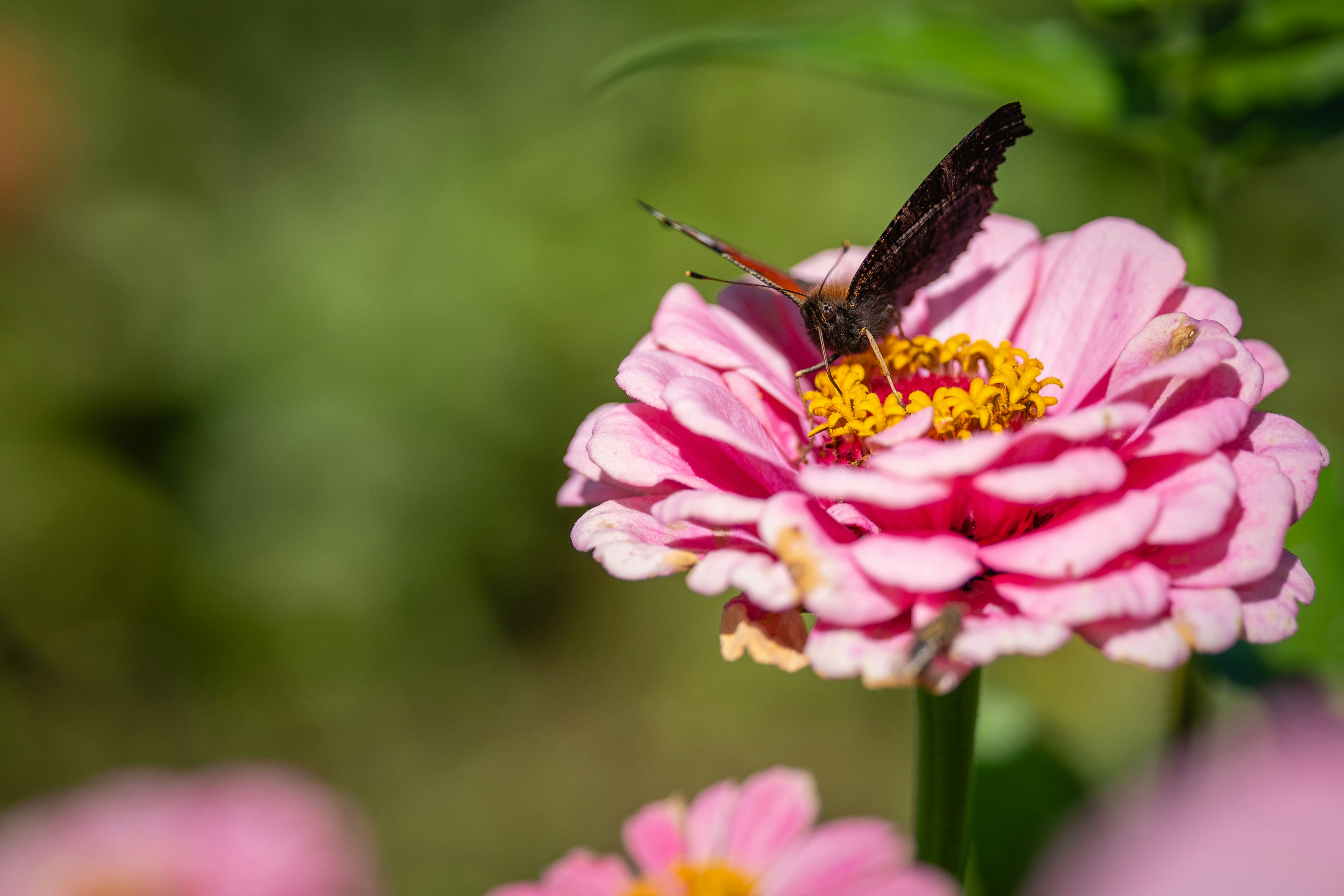 Pink Petal Spotlight: Monarch Butterfly at the Flower's Core