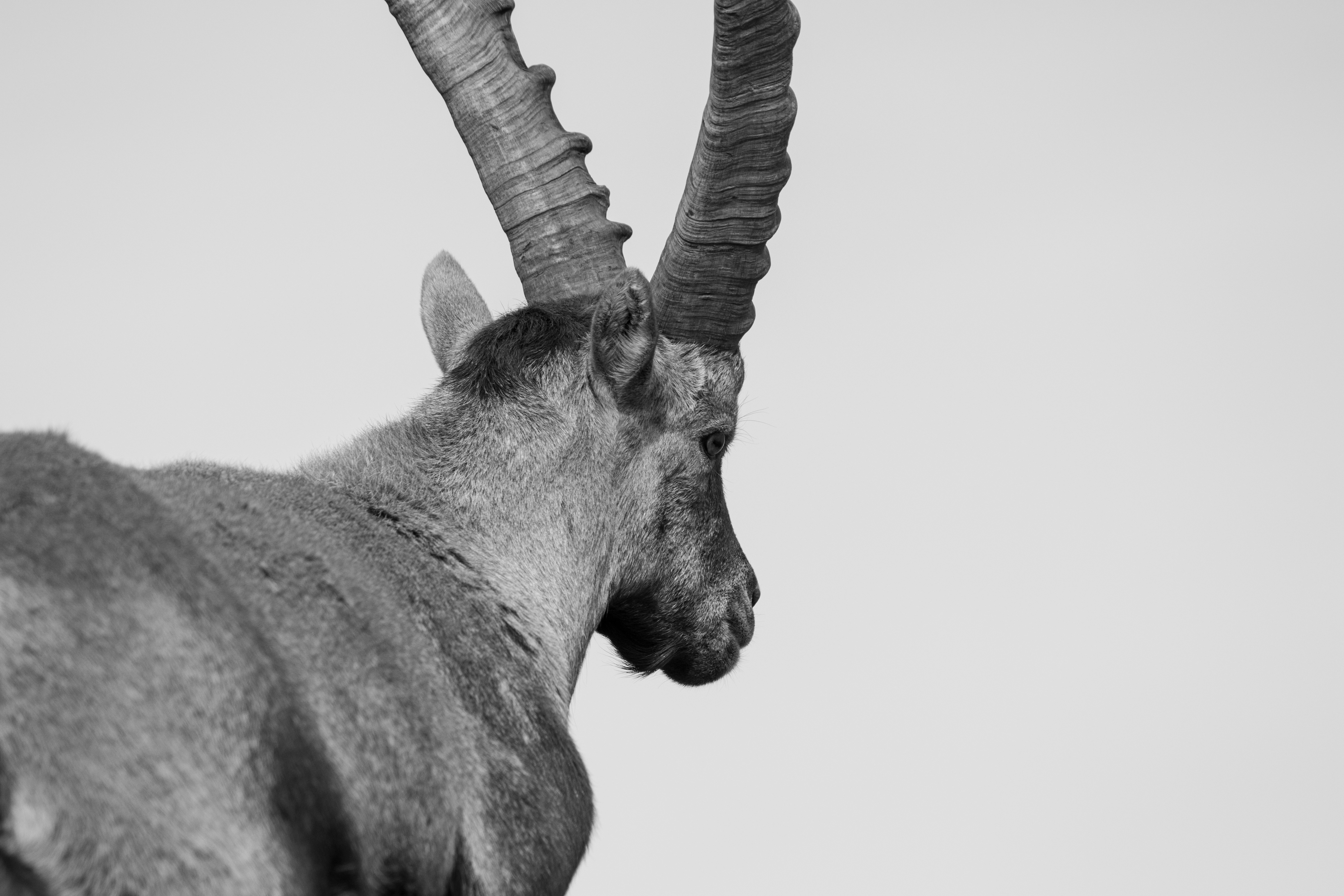 Horns at the Edge: A Side Portrait in Monochrome