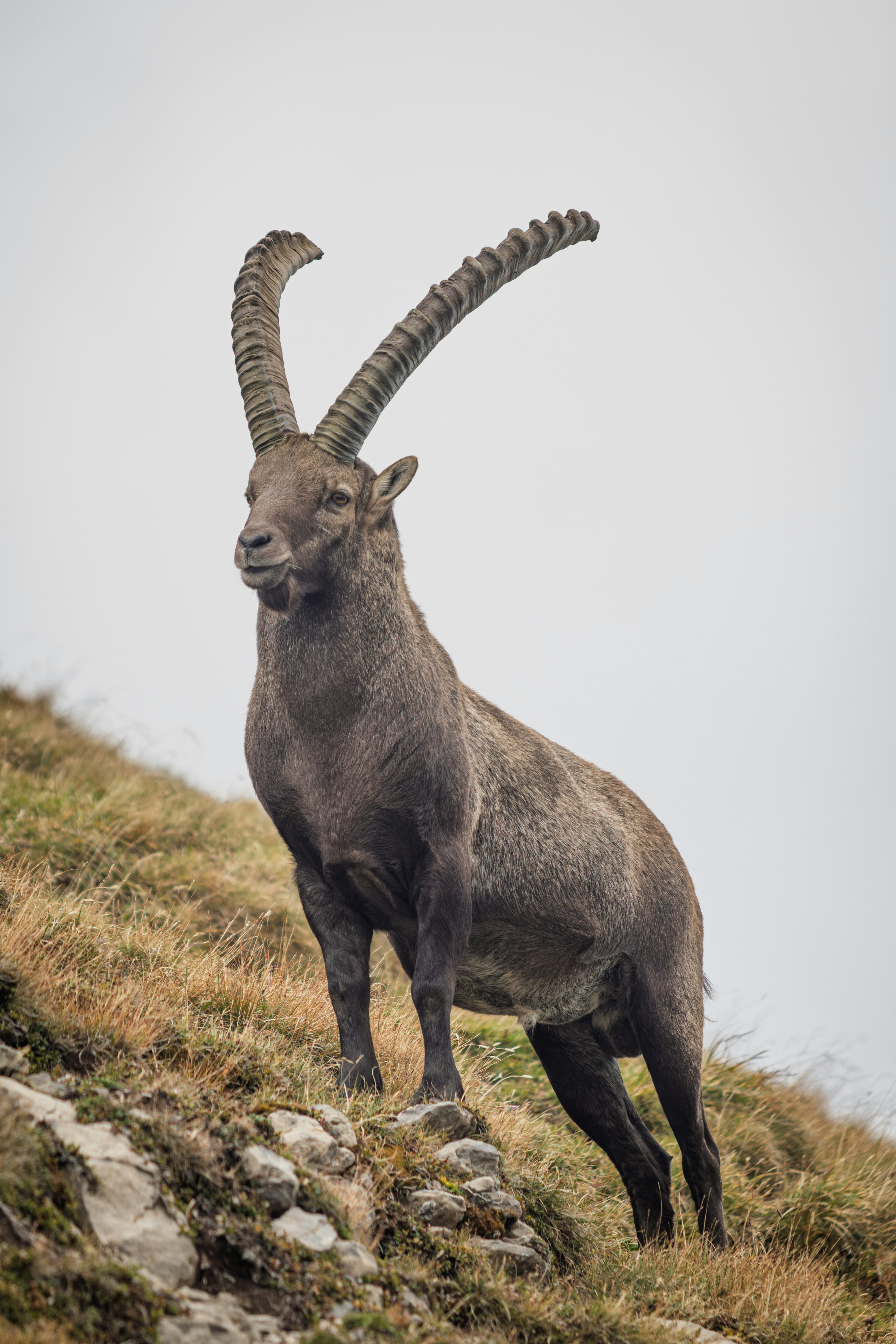 Highland Sentinel: The Alpine Ibex Stands Guard on a Sloped Ridge