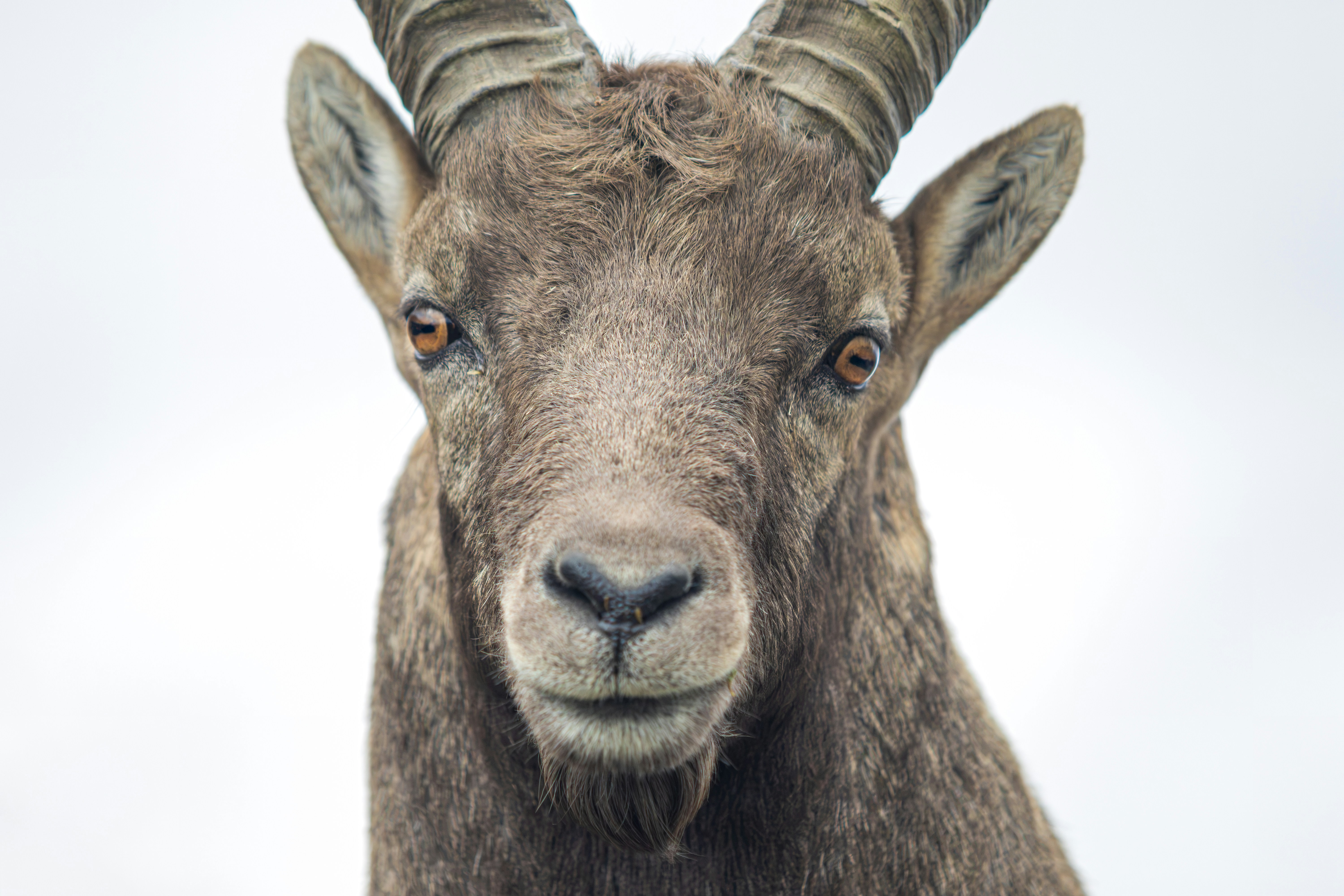 Gaze of the Grazing Watcher: Close-Up of Alpine Ibex