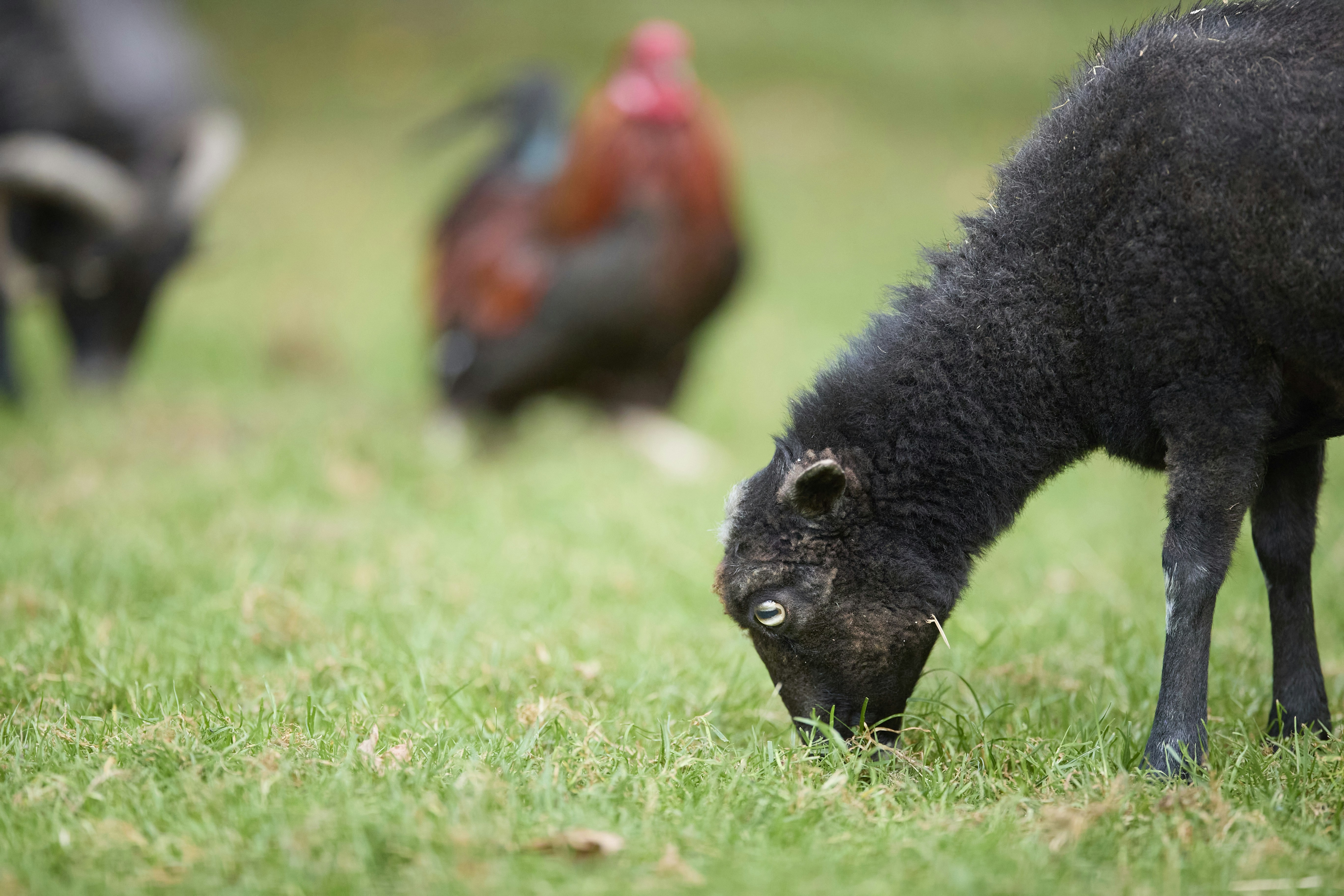 Grazing Black Sheep in a Sunlit Pasture