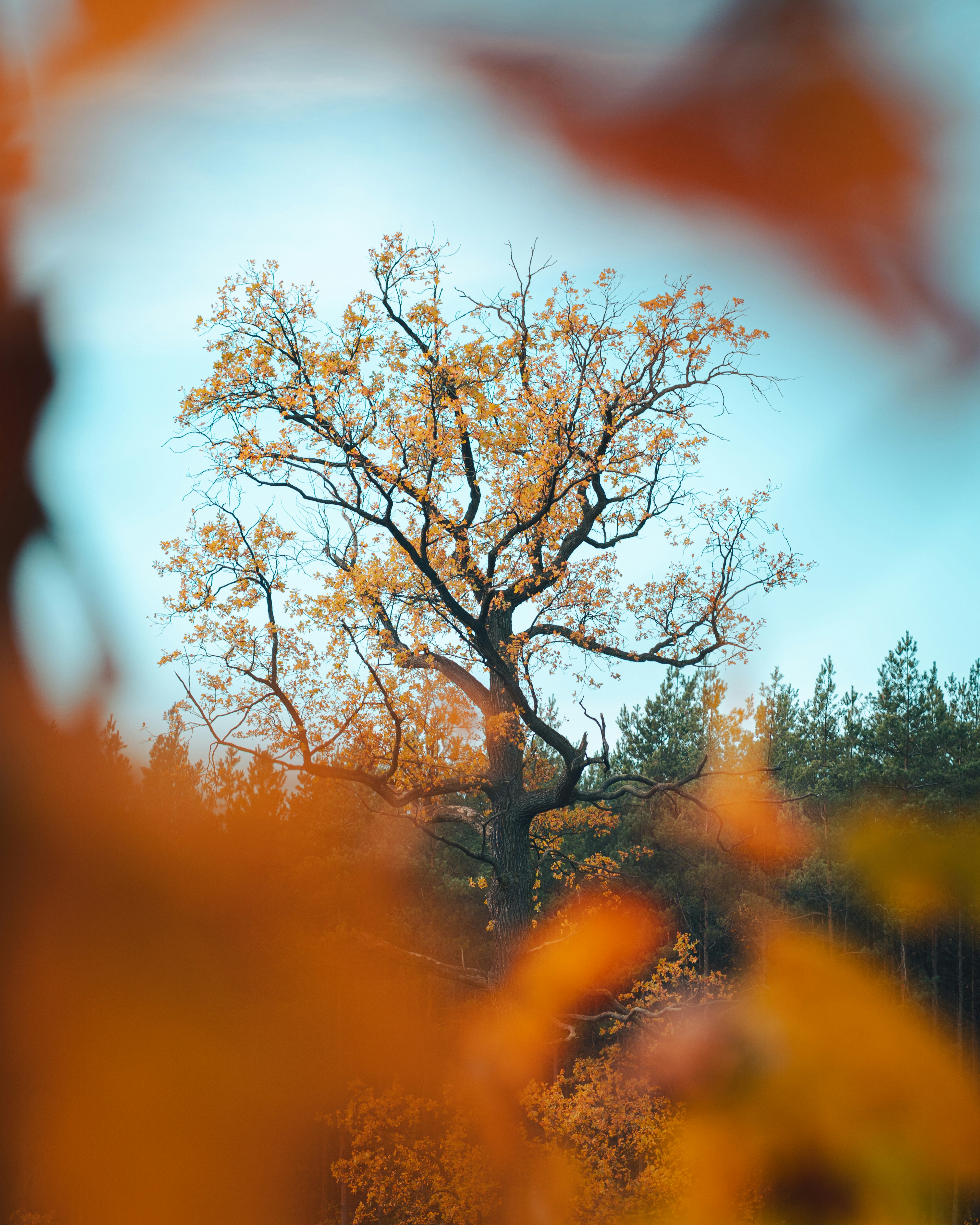 Autumn Sentinel: A Central Tree Framed by Fiery Foliage