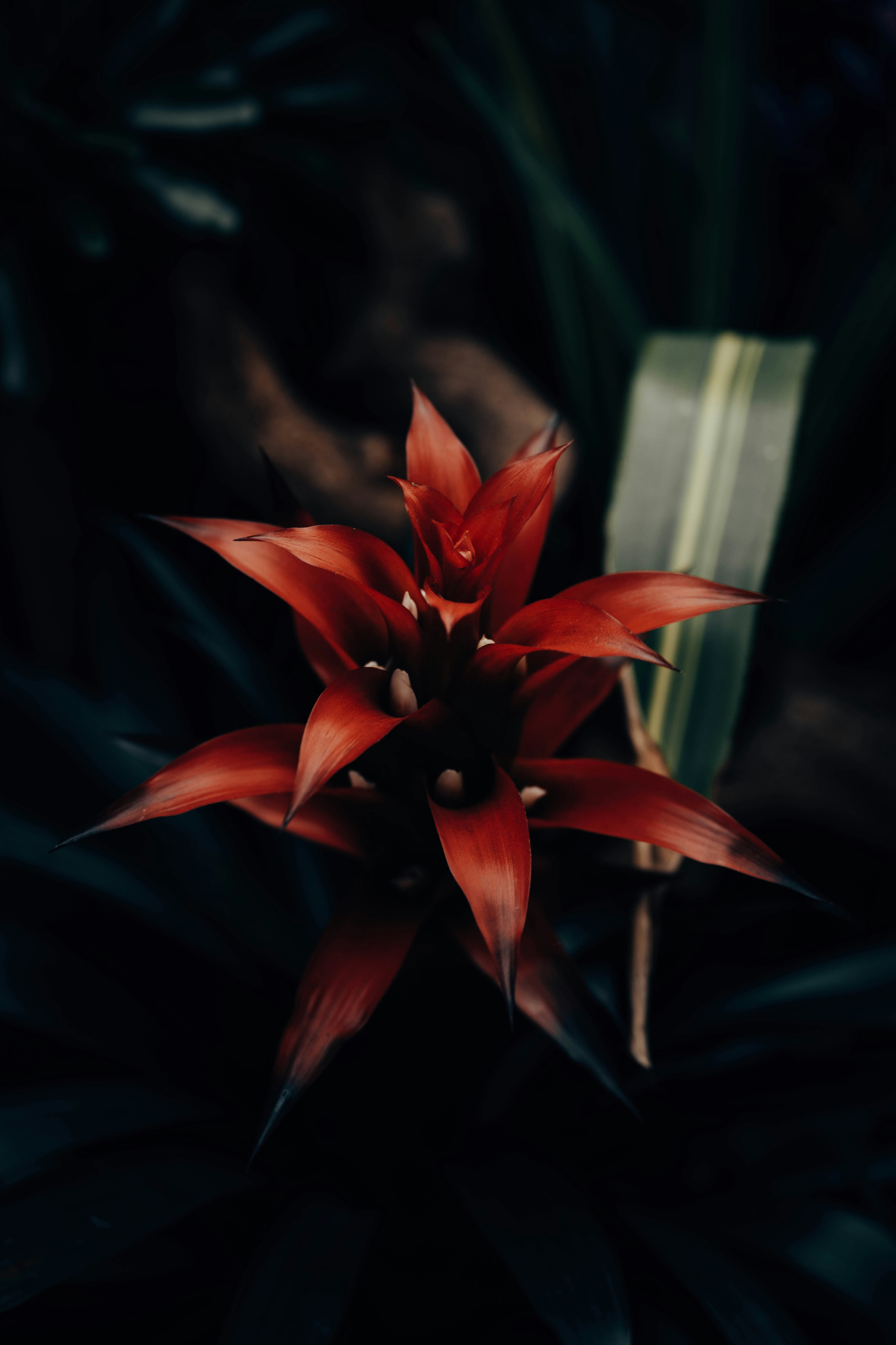Red Crown in the Shadow: A Central Bloom Emerges from Dark Foliage