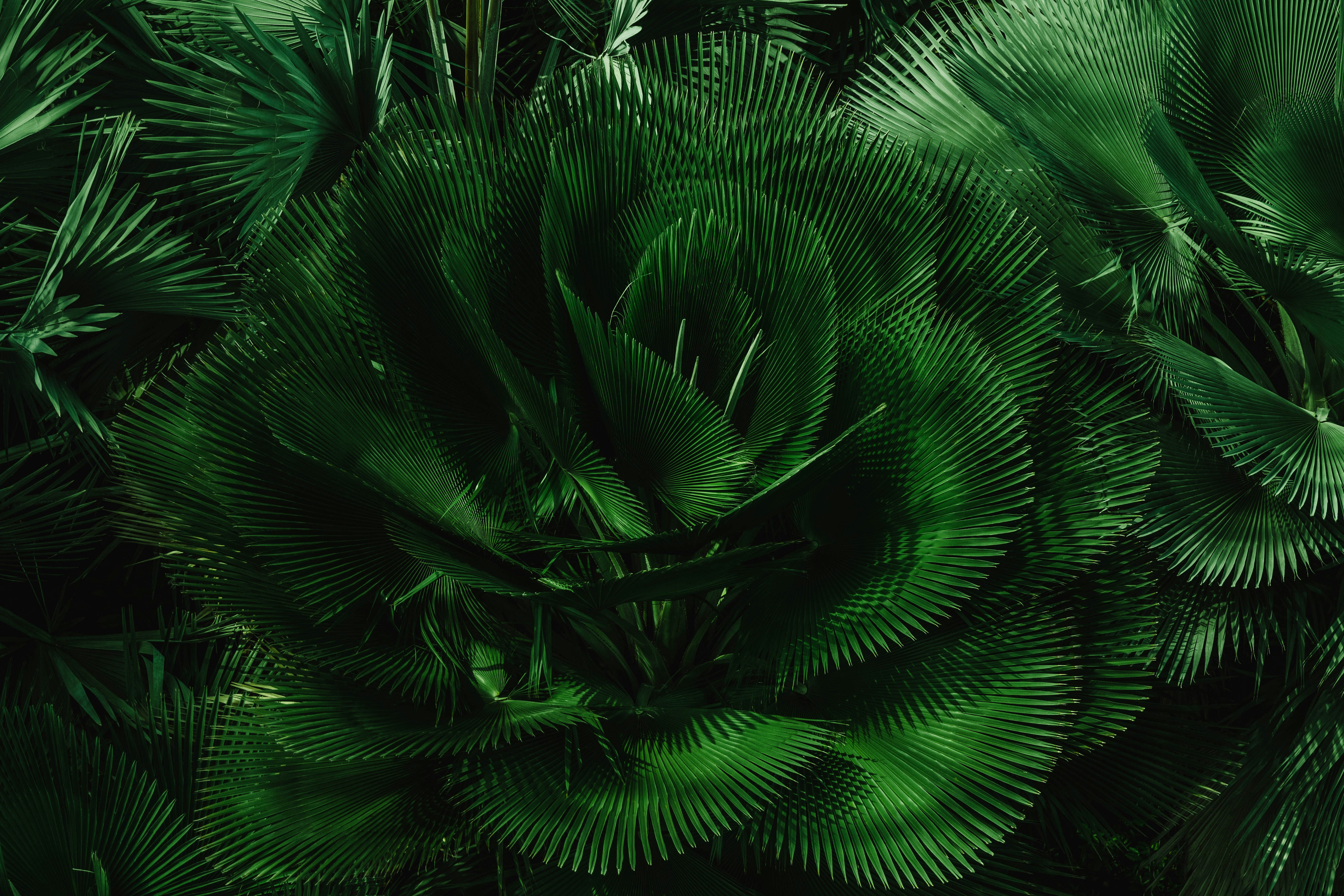 Emerald Spiral: A Sea of Palm Fronds