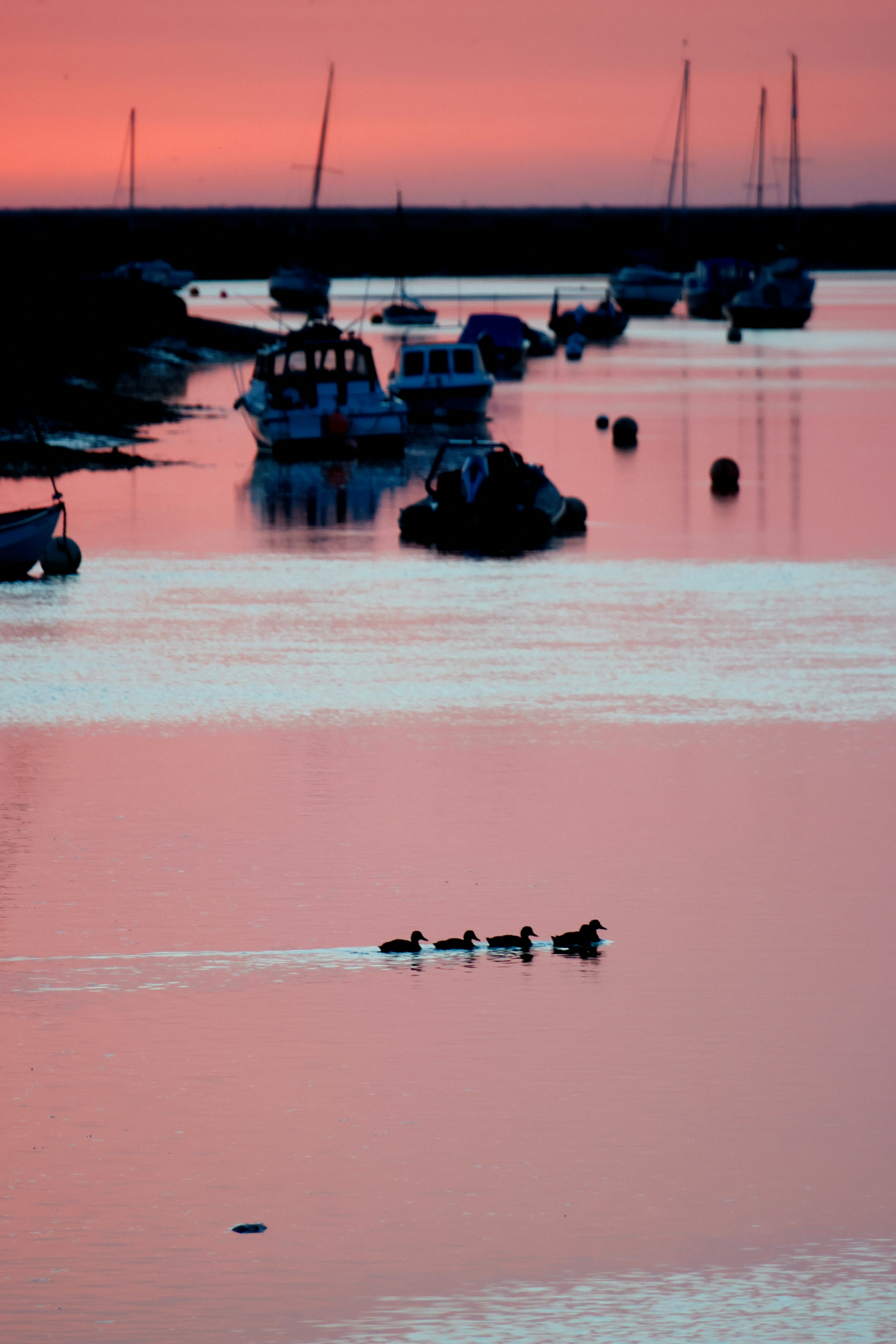 Ducks glide in a calm harbor at dusk, with boats resting along the shoreline and a pink-orange sky reflecting on tranquil water. A minimalist, moody seascape likely captured at twilight.