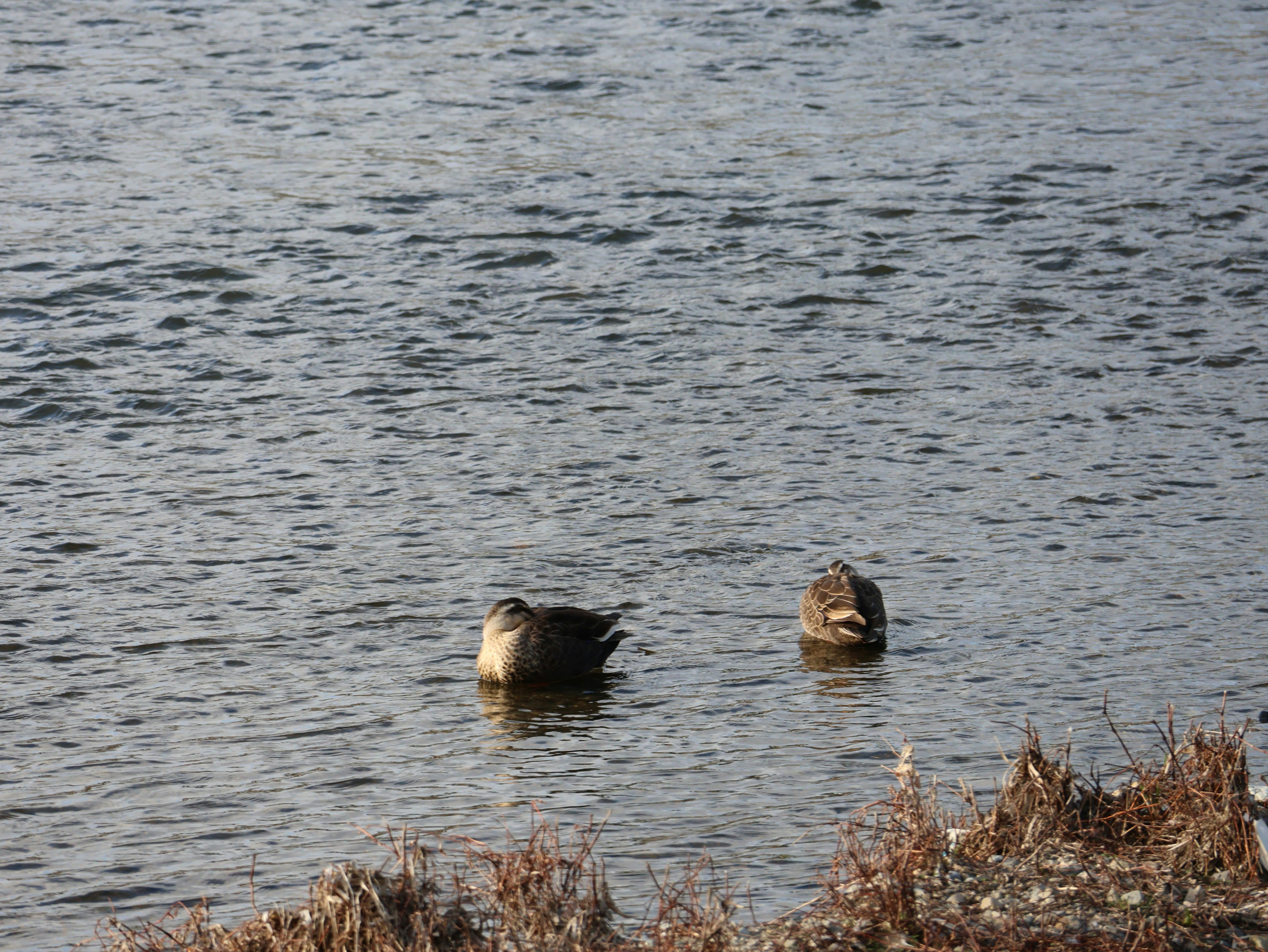 Duo in Quiet Ripples: Ducks Resting Near the Shore