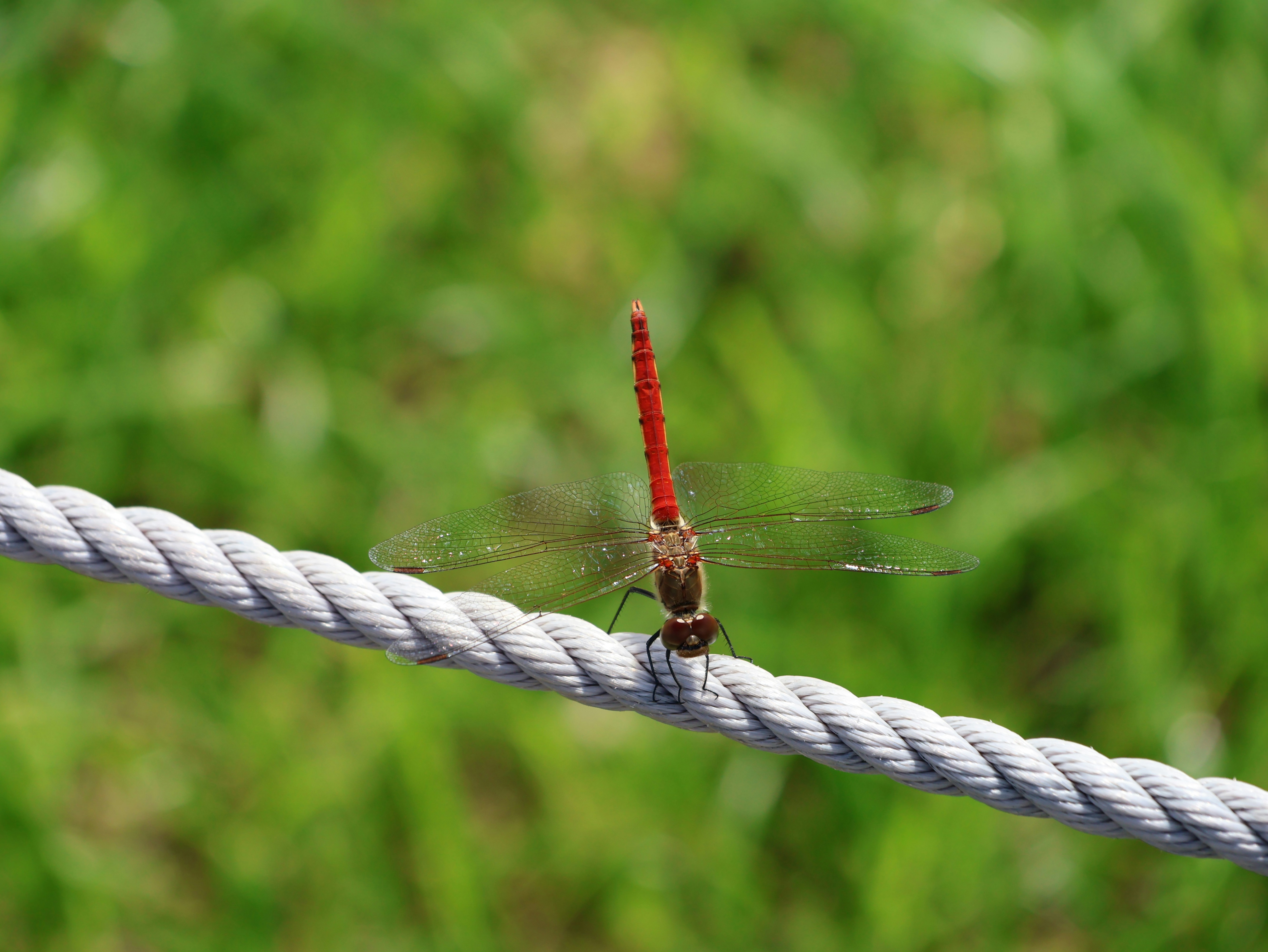Red-tipped Dragonfly on a Taut Cable at Dusk-green Field