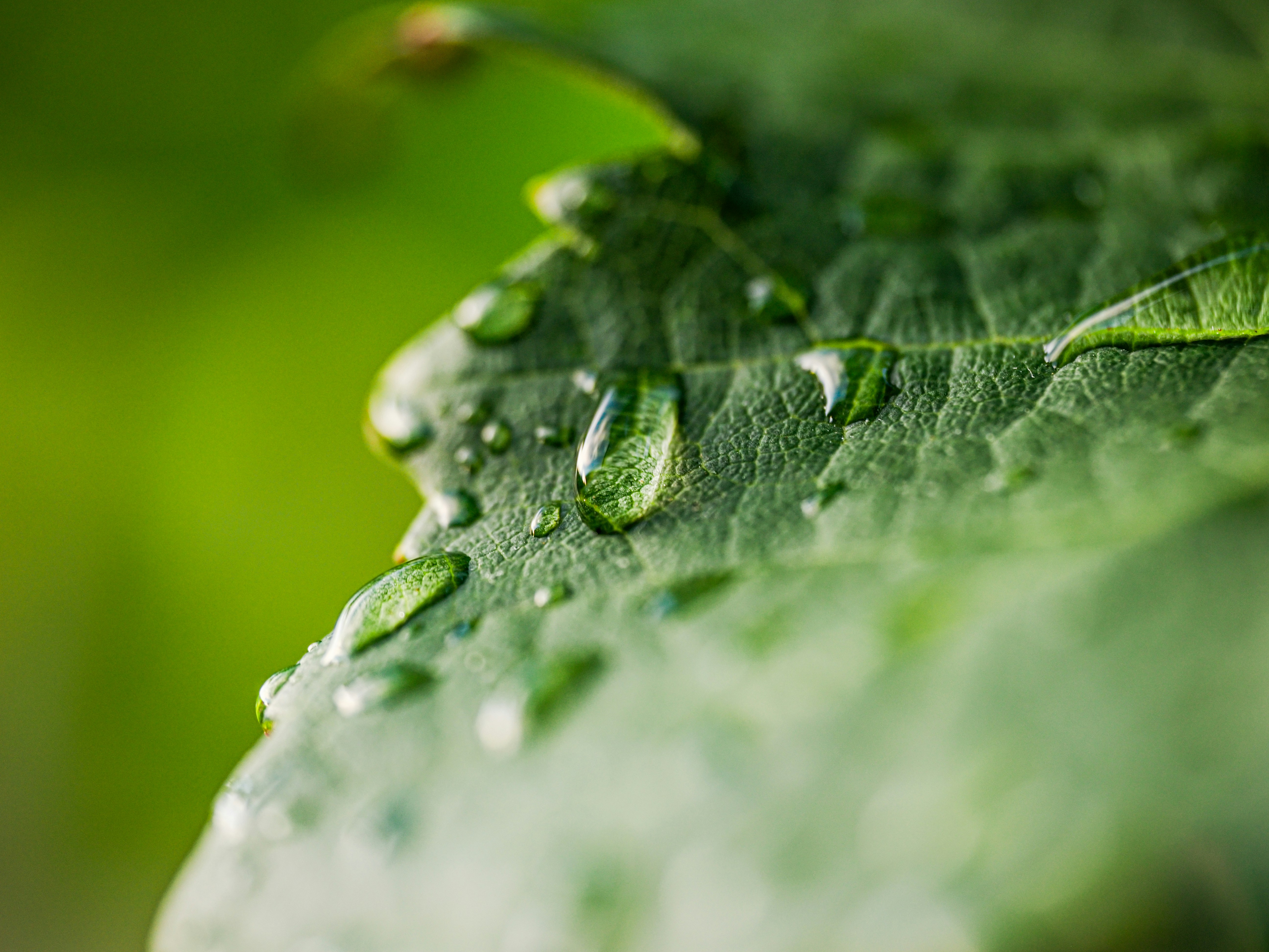 Dew-kissed Leaf Macro: A Quiet Moment of Emerald Detail
