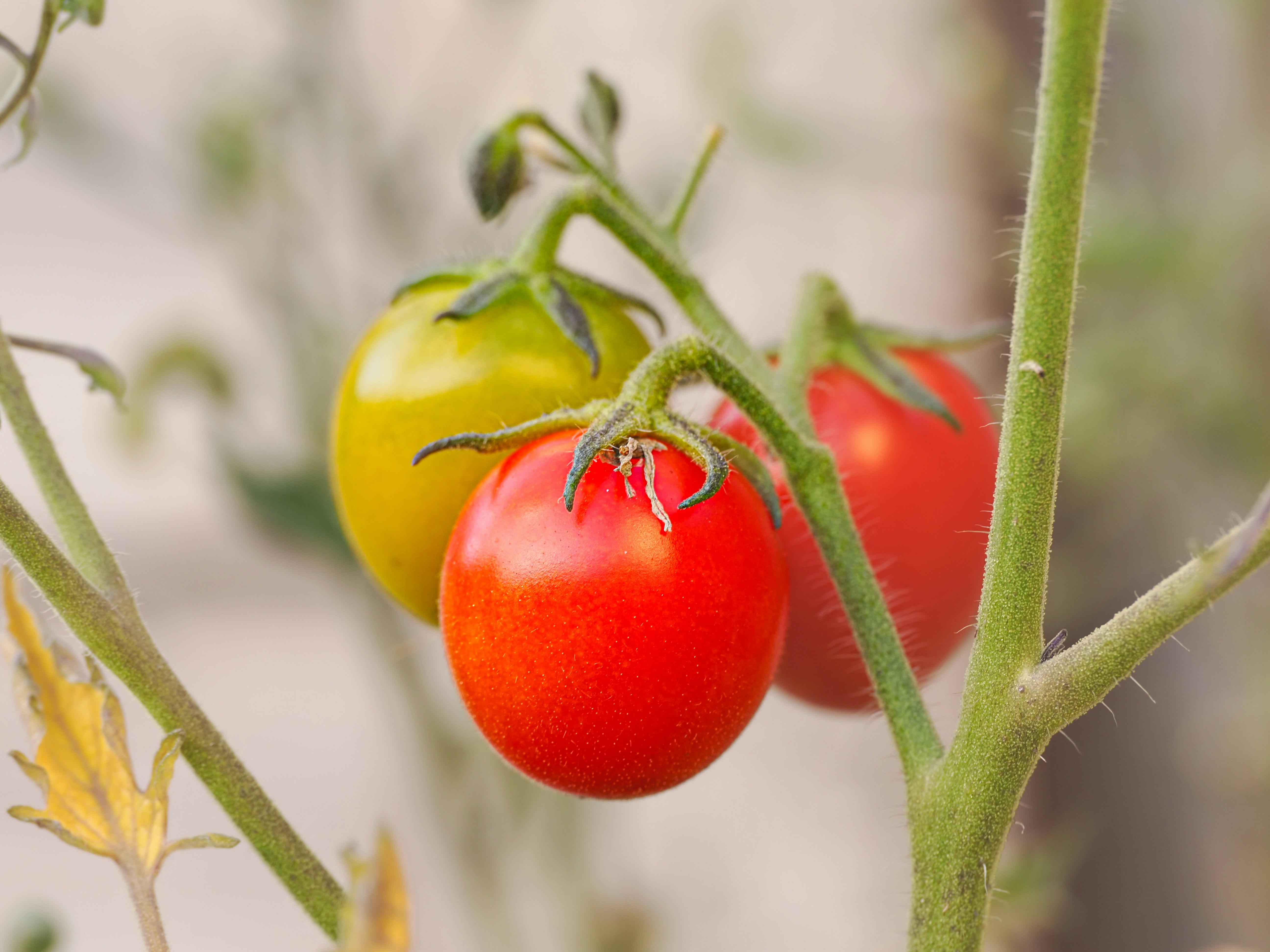 Red Stub Tomatoes in Soft Backlit Garden Glow