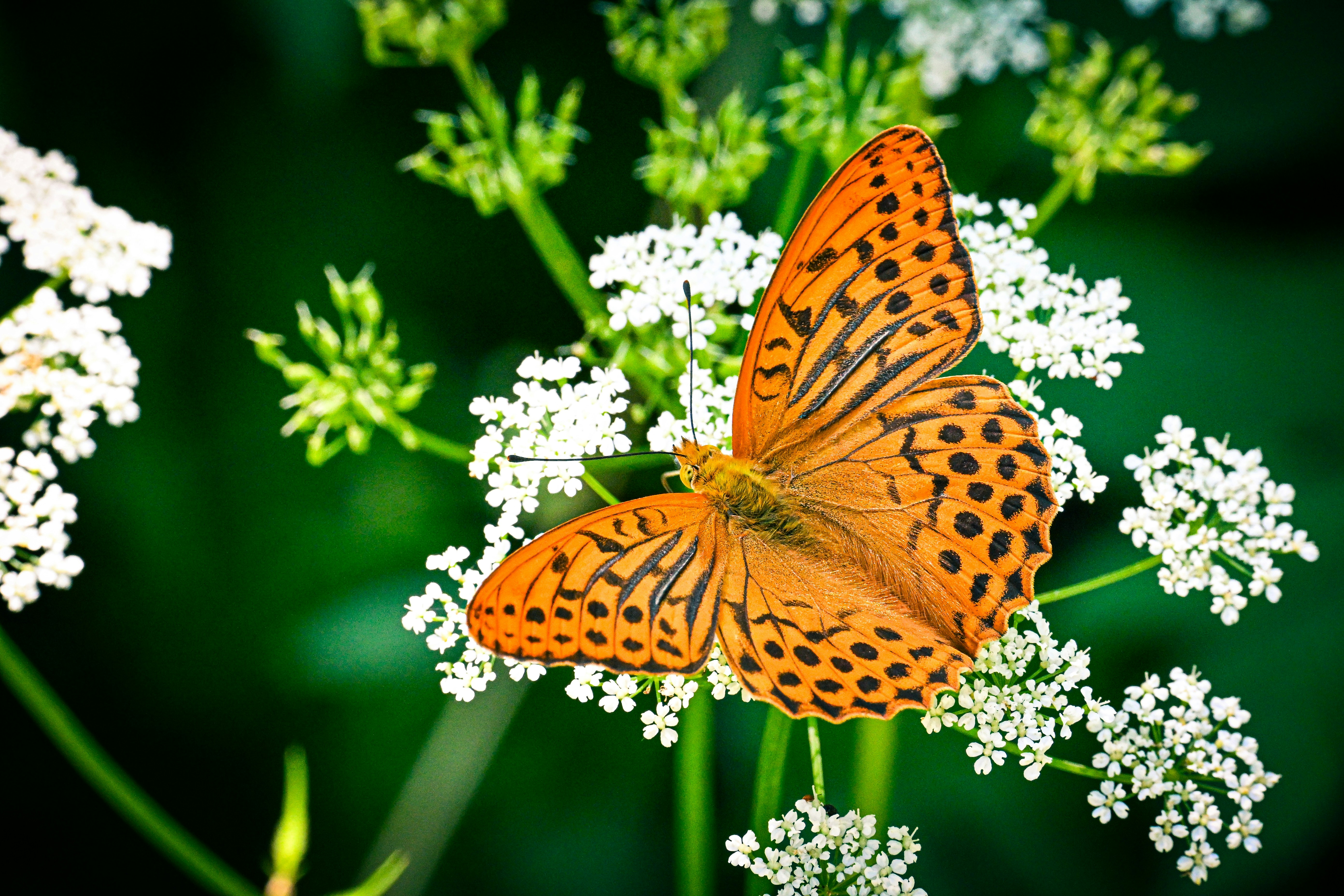 Close-up of an orange butterfly resting on white flowering umbels with a lush green background. A vivid natural macro-style shot highlighting delicate wing patterns and floral detail.
