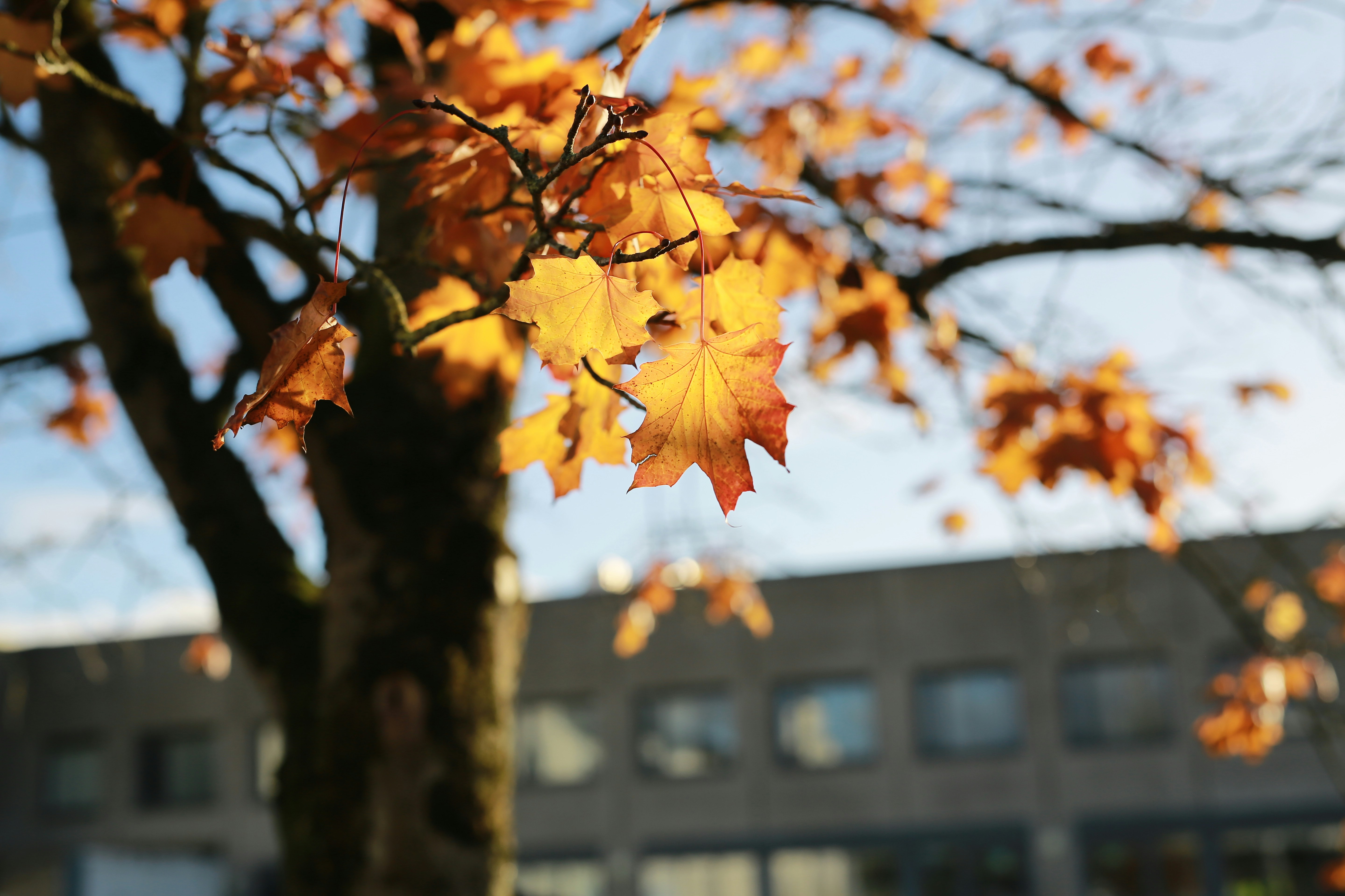 Autumn Leaf Constellation in Front of a Distant Campus