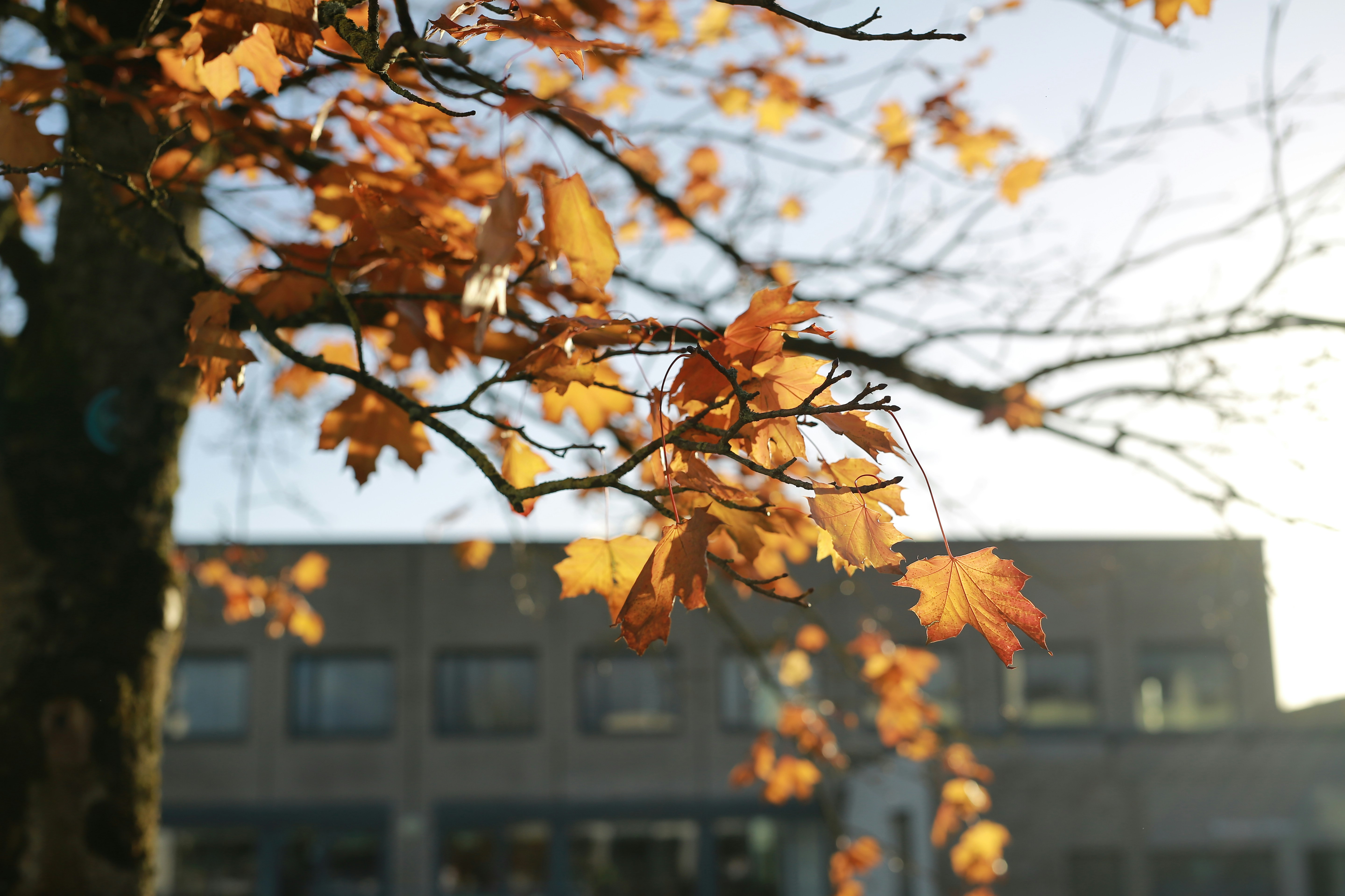 Autumn Leaf Focus: Sunlit Maple in Front of a Quiet Campus