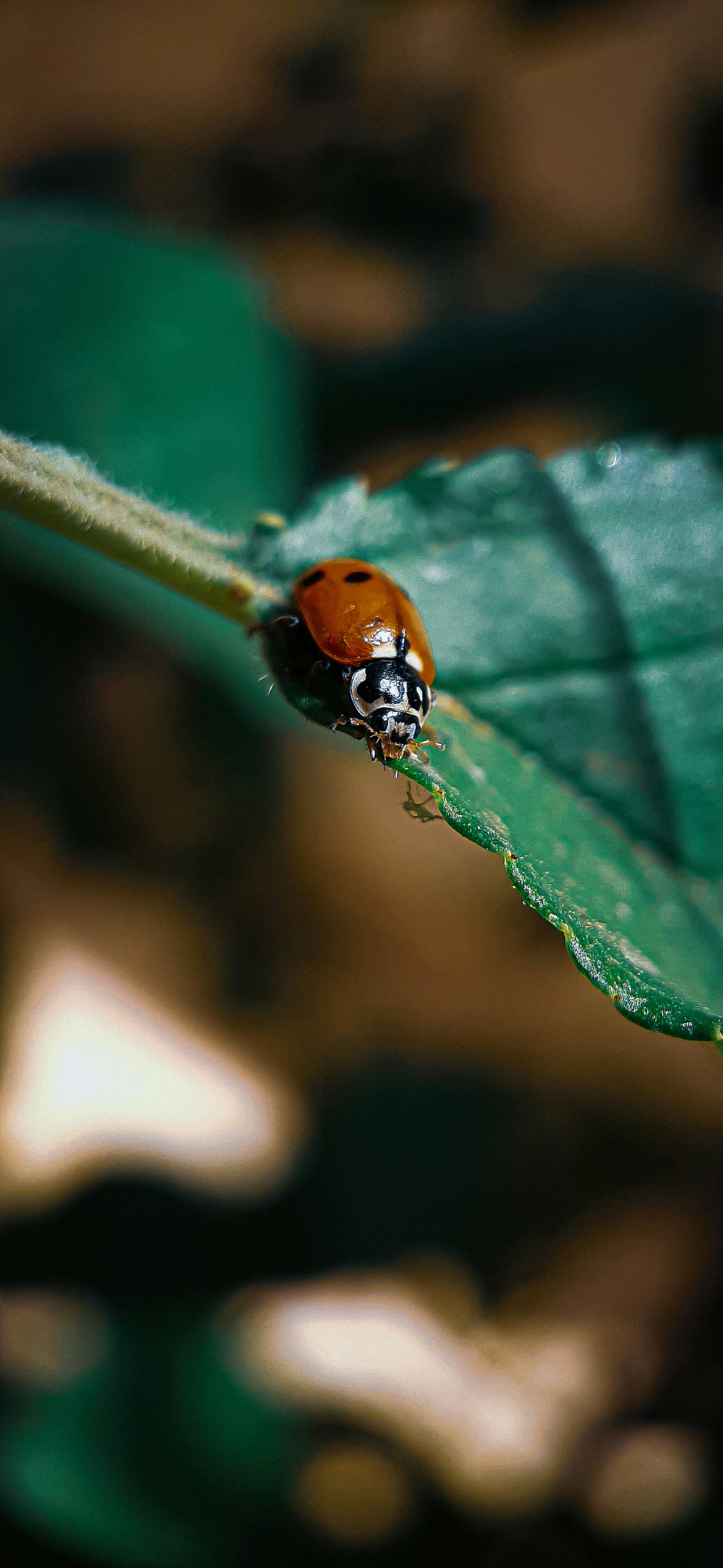 Photo by atefeh dadkhah with Samsung Galaxy A50