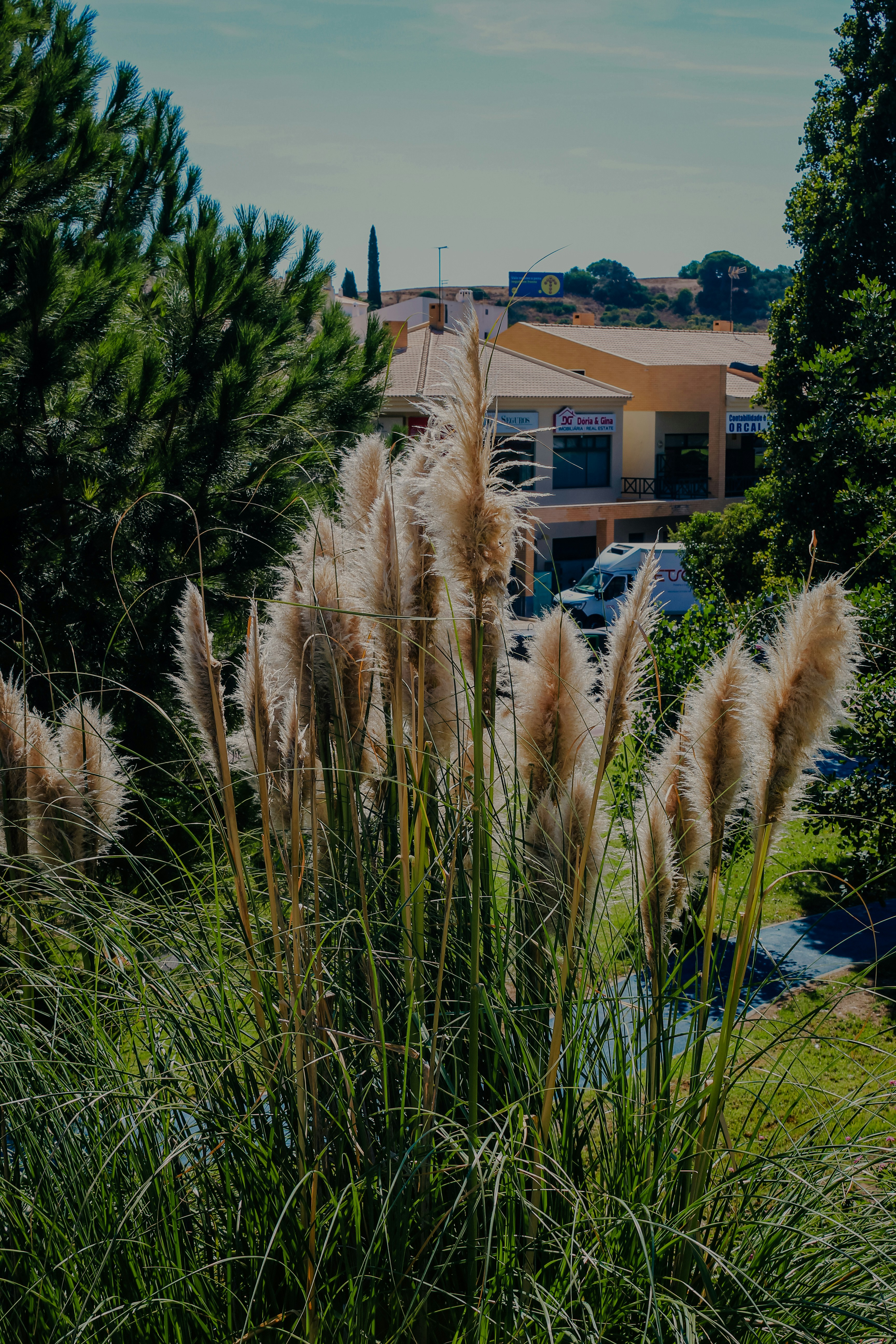 Golden Plumes in the Suburban Green Corridor