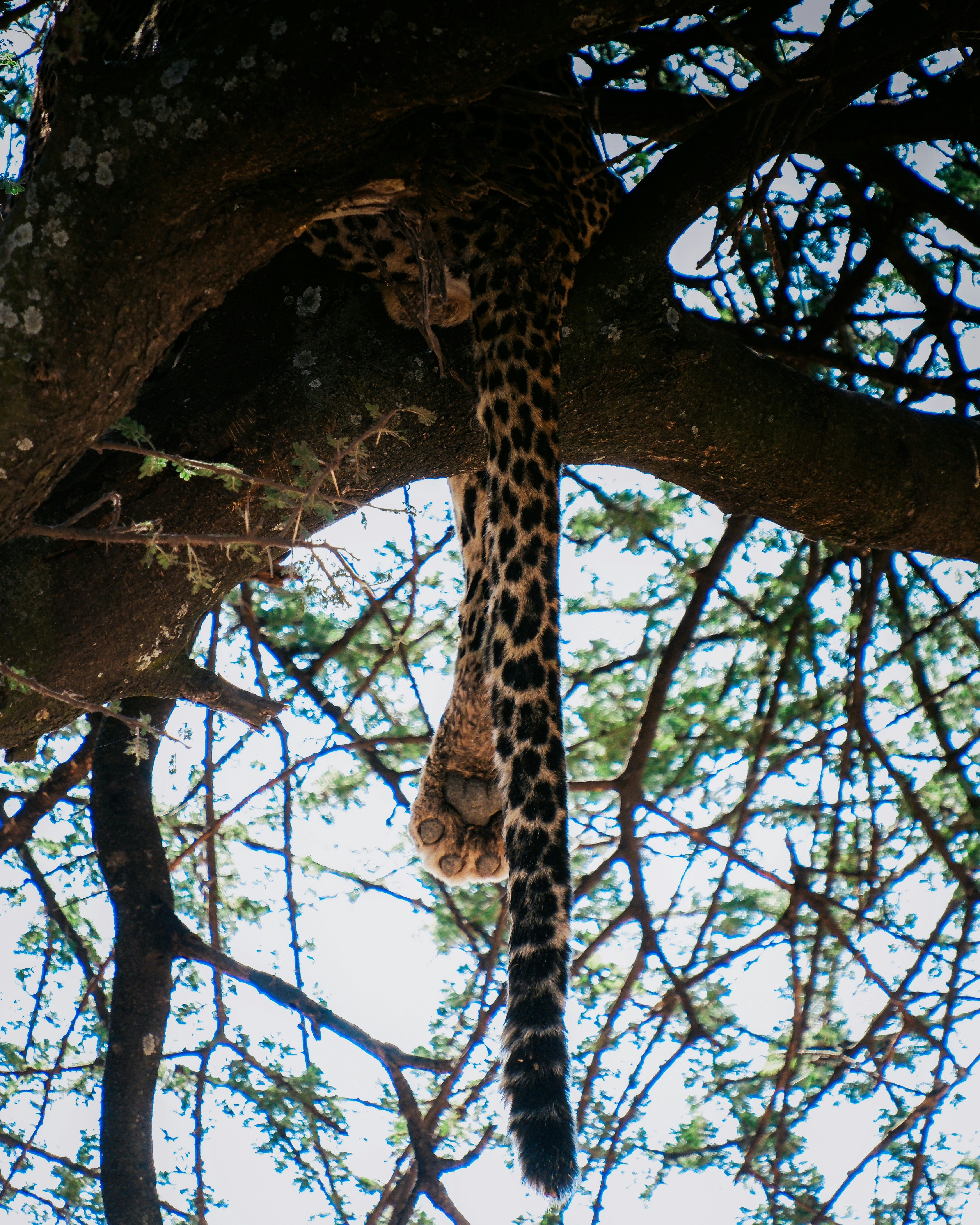 Leopard Stretch in the Canopy: A Tail-Threaded Pause