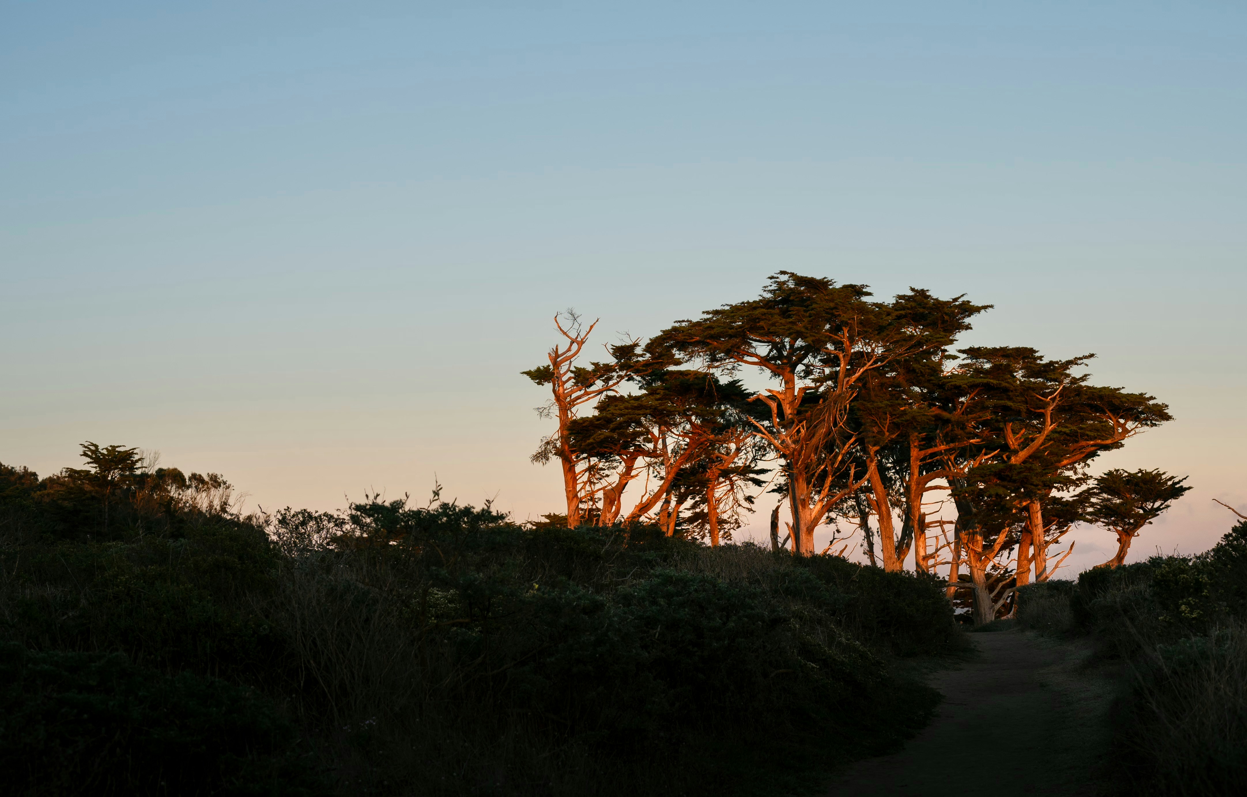 Sunlit Lone Pines at Dusk