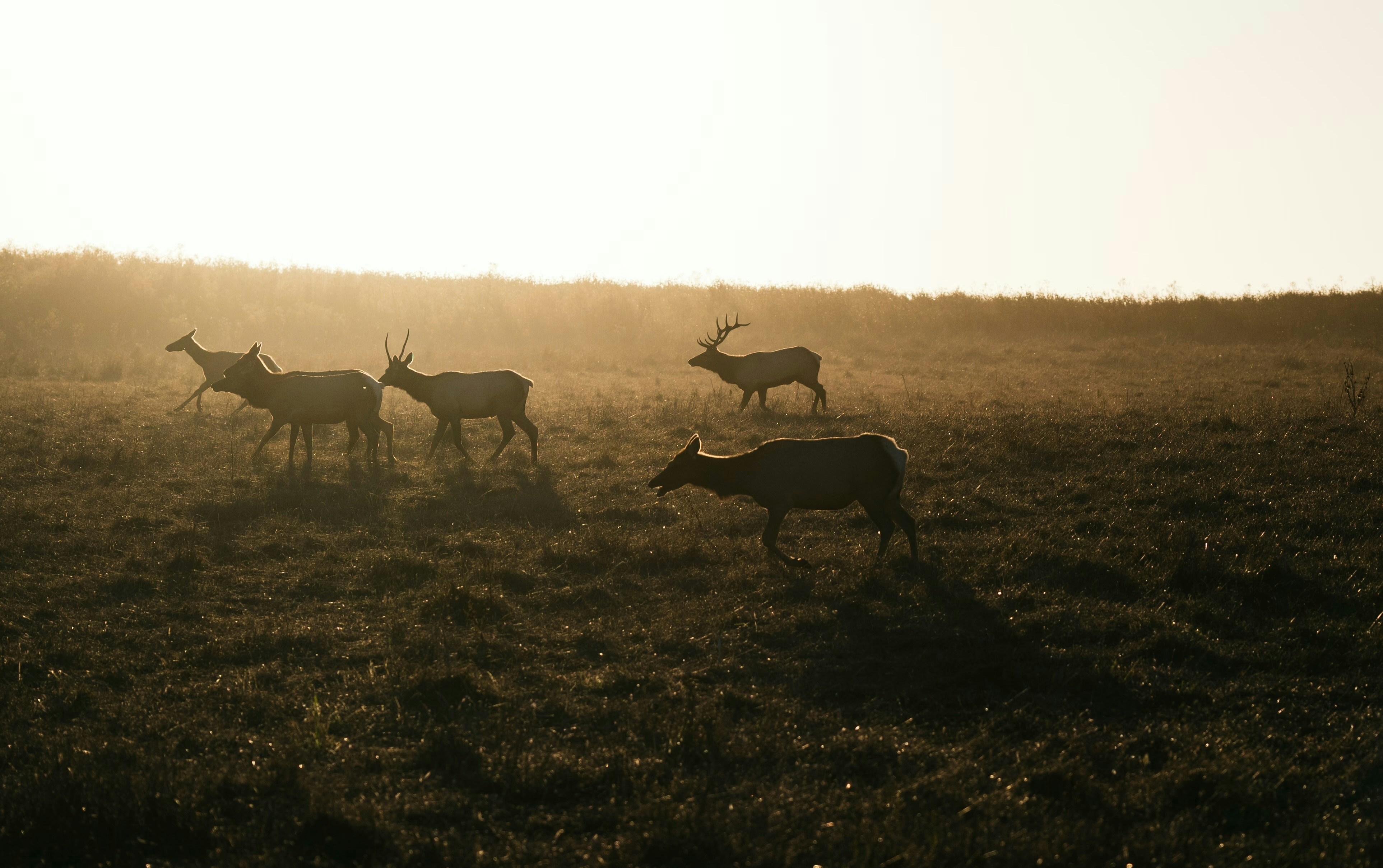 Herd of Elk in Backlit Sober Dawn
