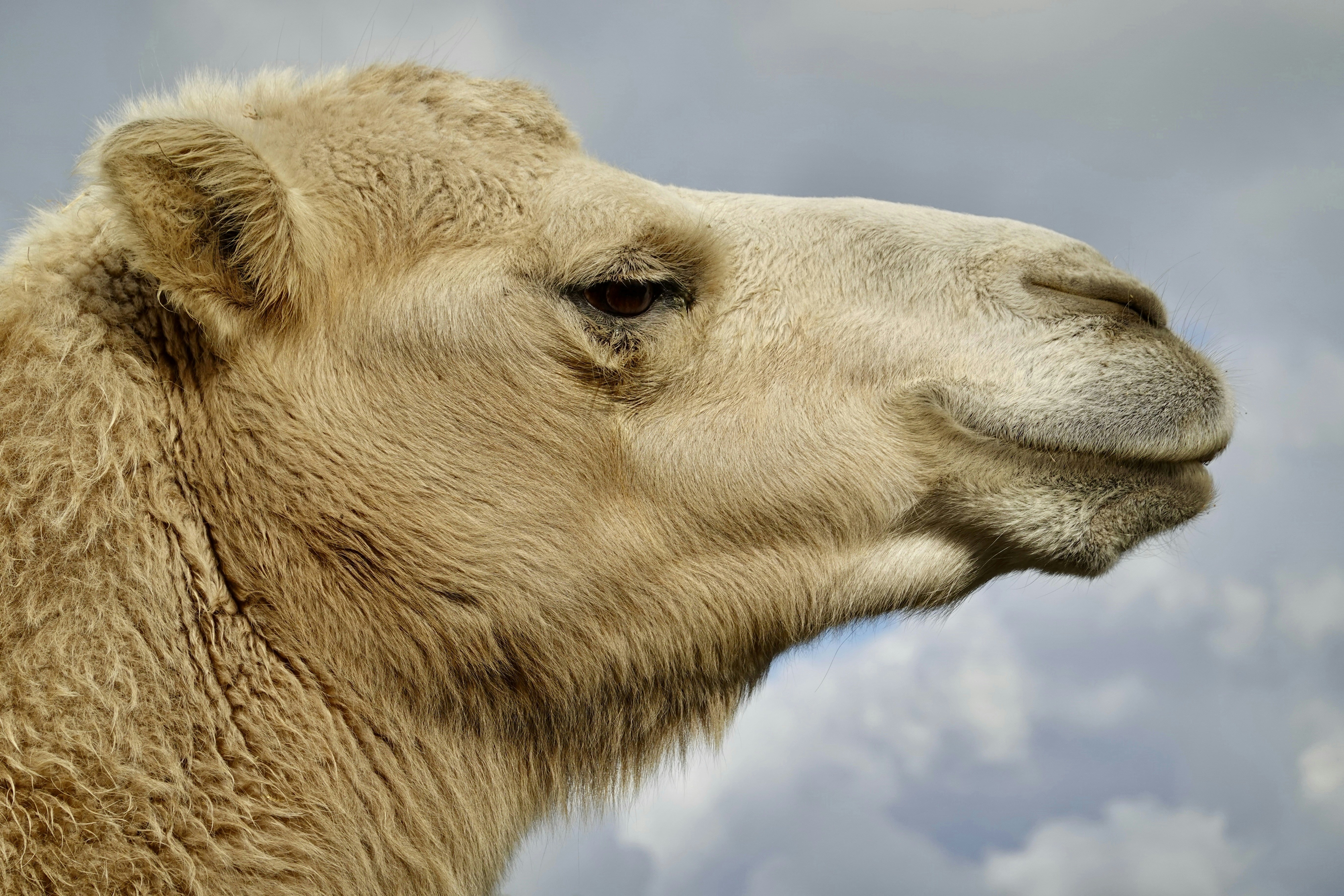 Profile of a Desert Voyager: Camel’s Contemplative Gaze