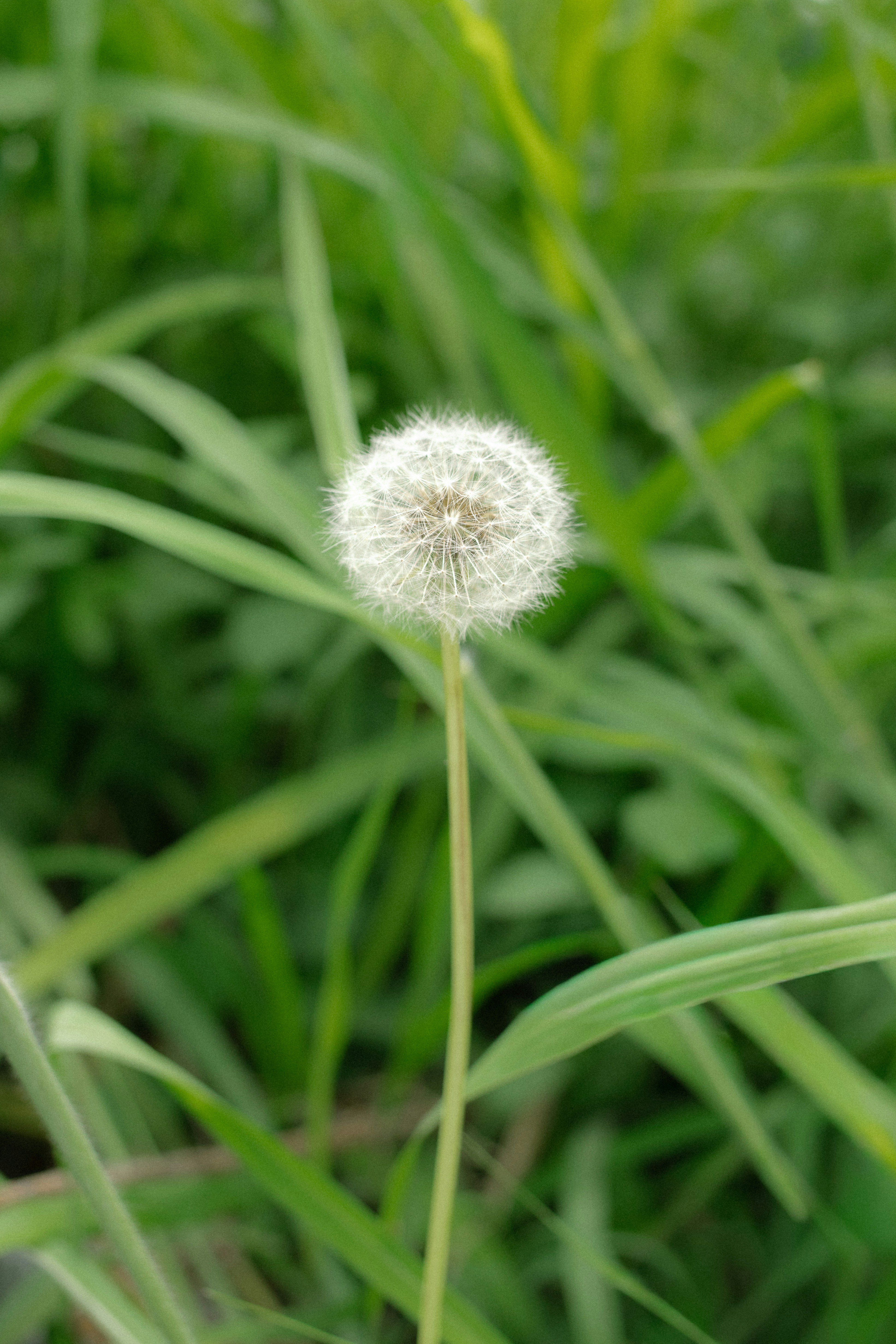 Dandelion seed head on a slender stem rising through green blades, close to center with soft background blur; a natural detail emphasizing delicate fluff. (Photo is a clear close-up of a botanical subject.)