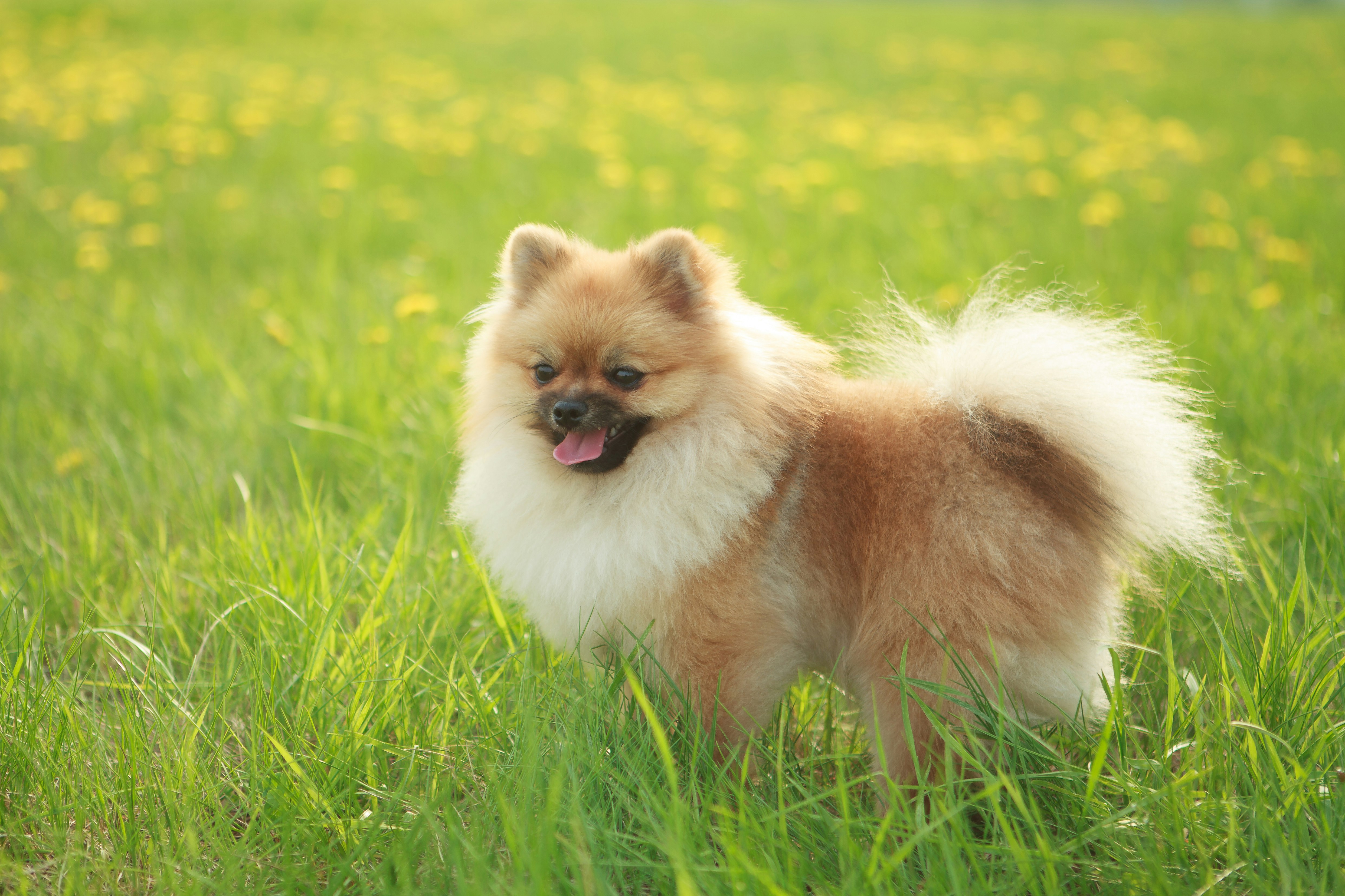 Sunny Meadow Pomeranian: Fluff in Golden Grass