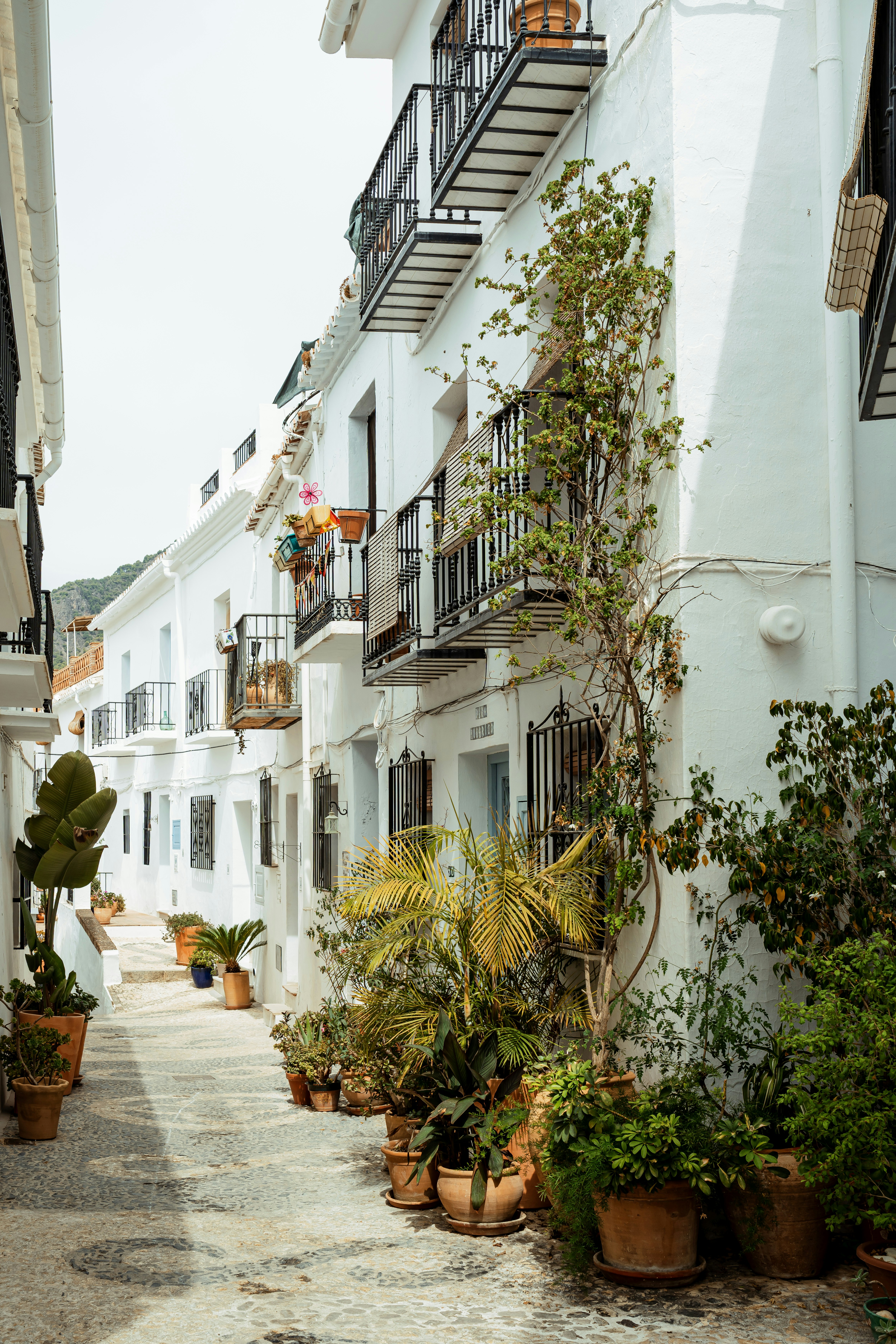 Sunlit Mediterranean Alley: Whitewashed Facades and Potted Greens