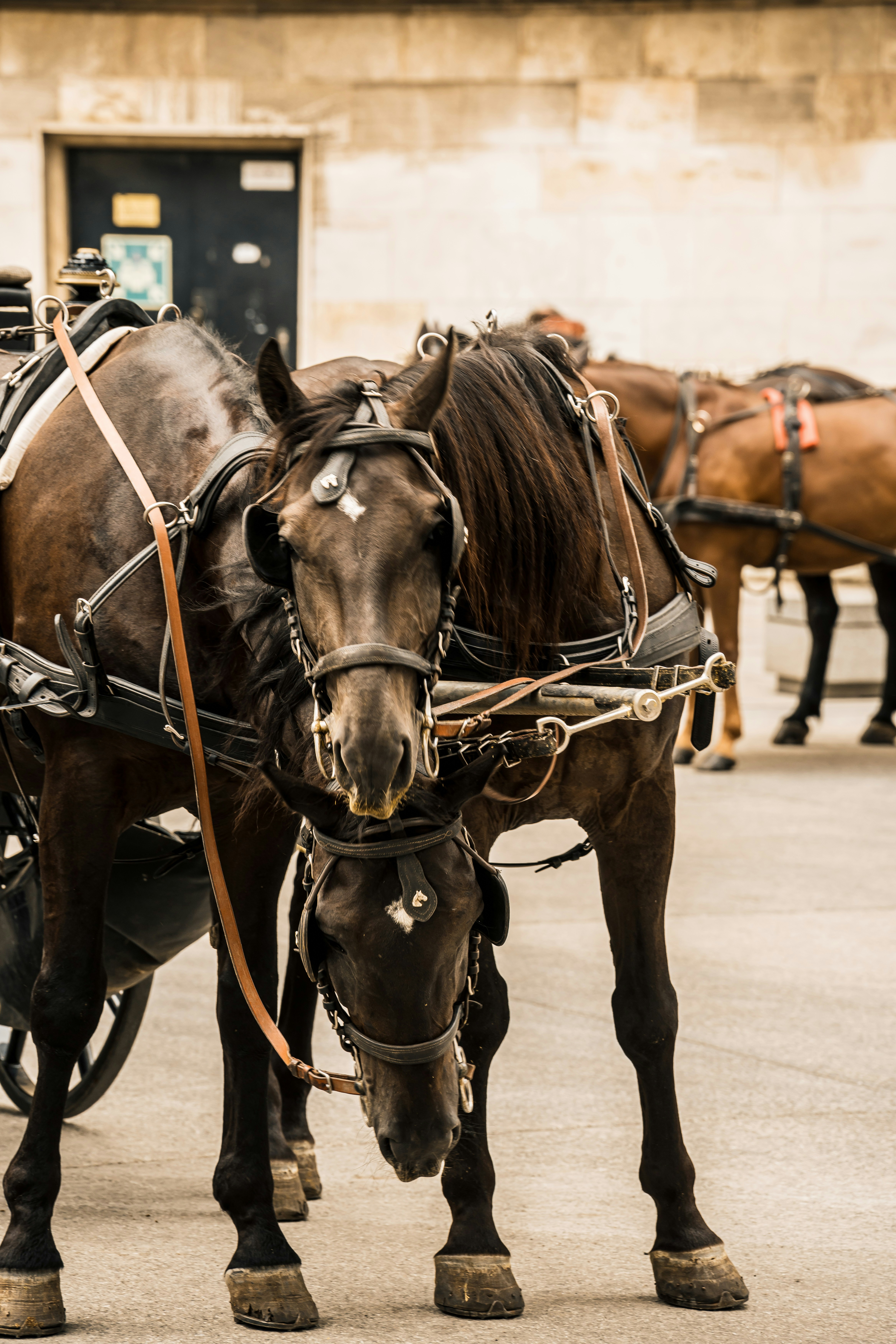 Harnessed Equine stillness: a closer look at a team of draft horses